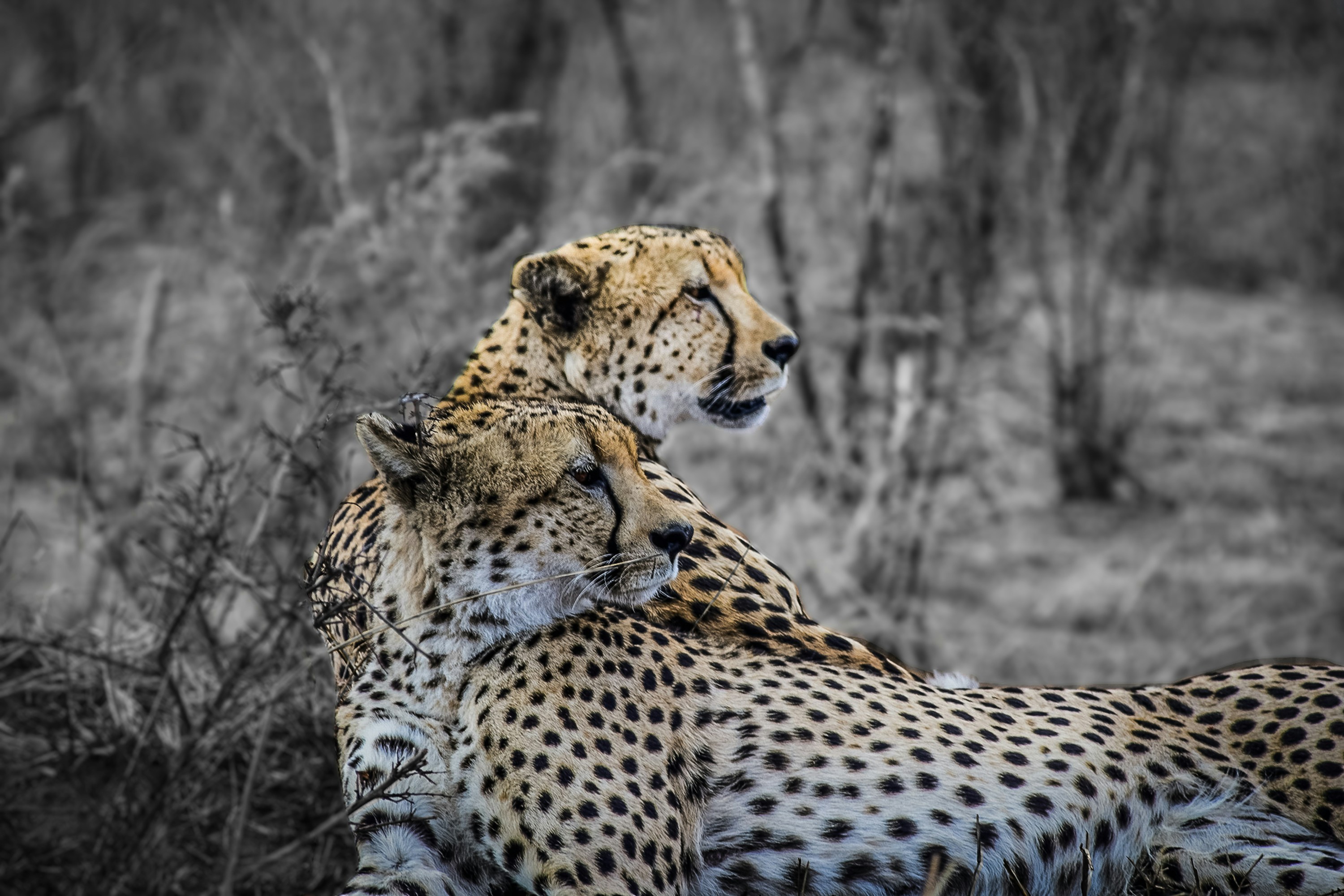 Serenity in the SavannaDean Bennett