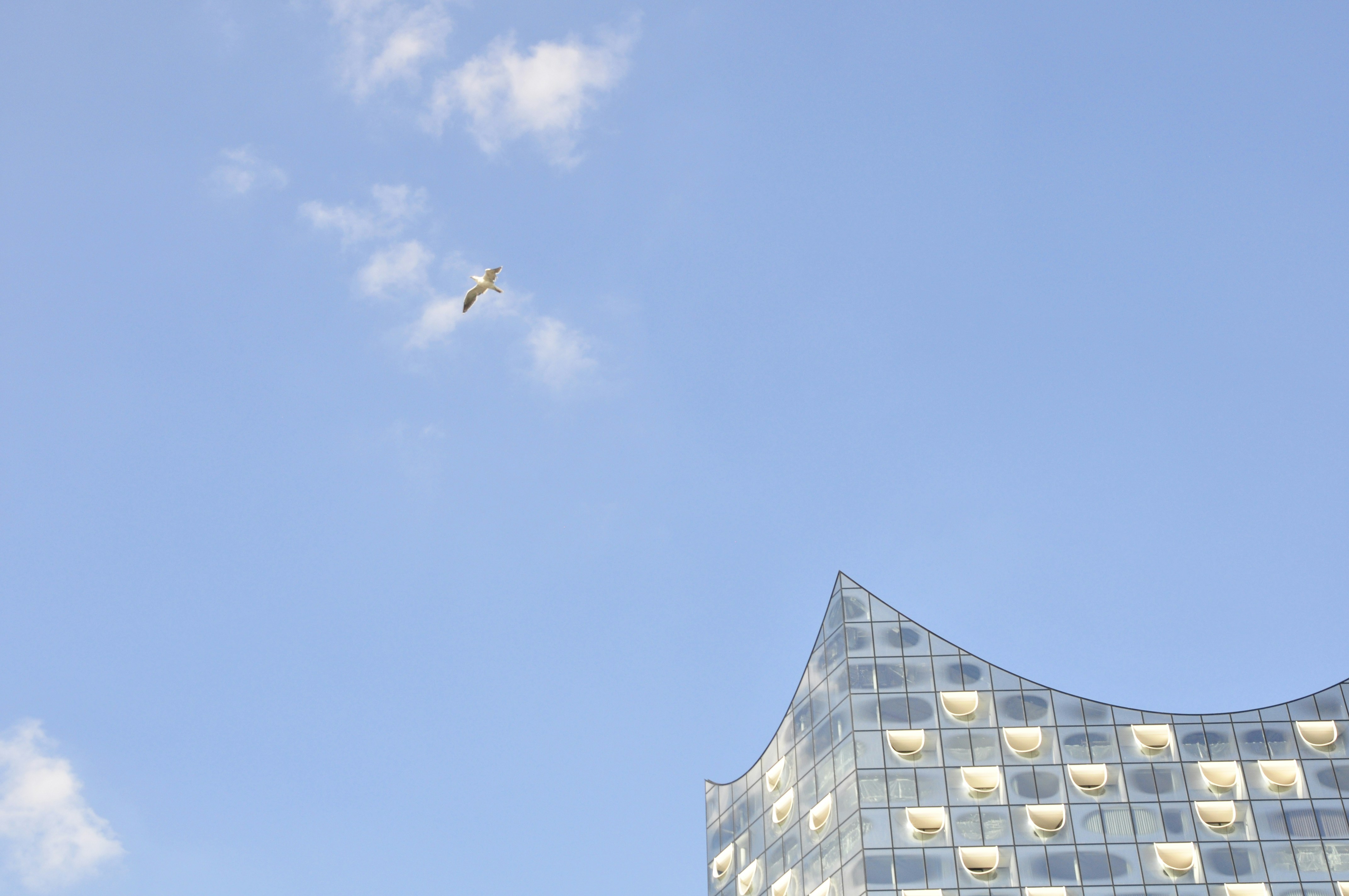 Lone Gull Over a Curved Glass Facade