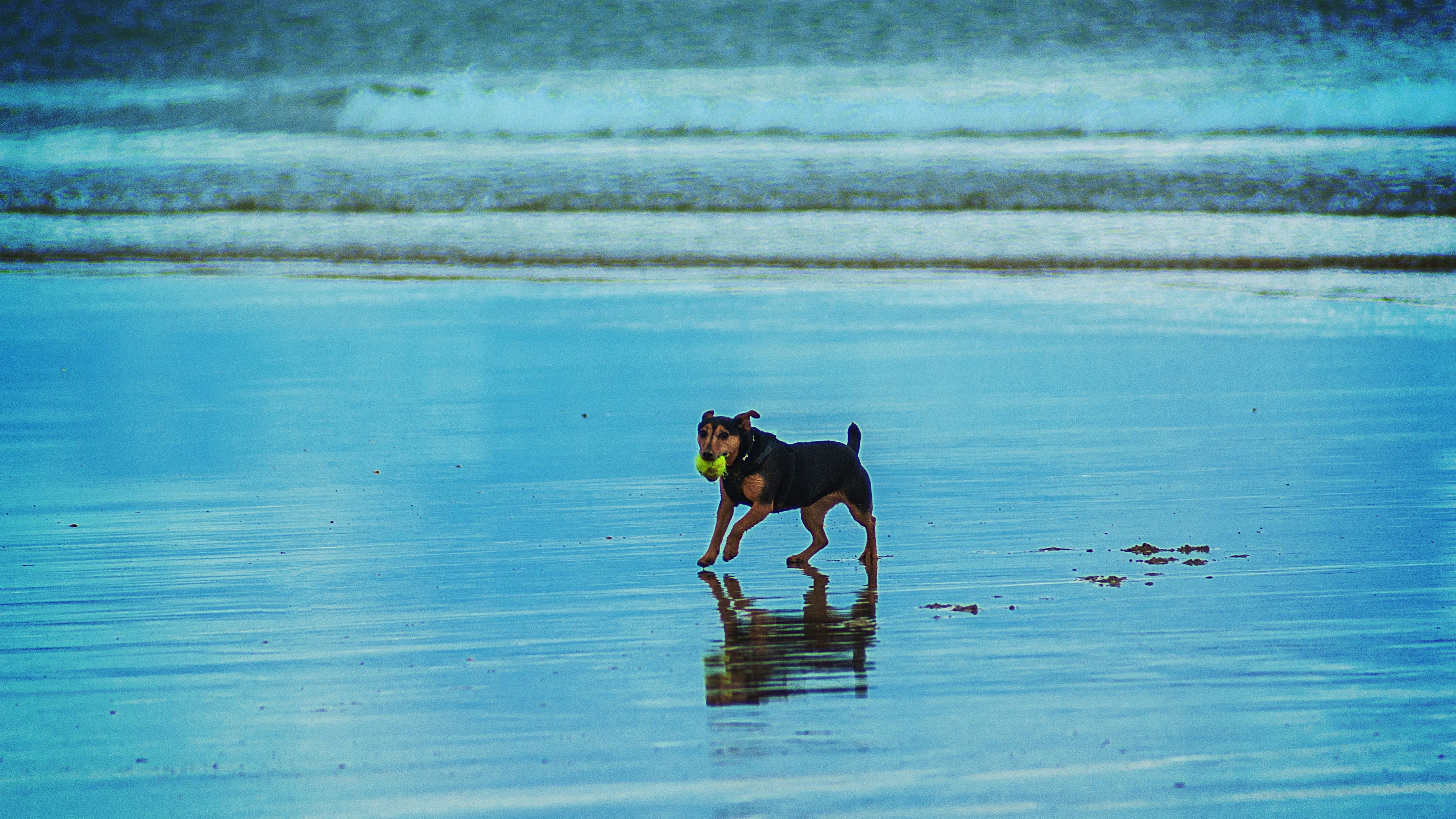 Blue Glass Shore Dash: A Dog with a Ball Across a Reflective Tide