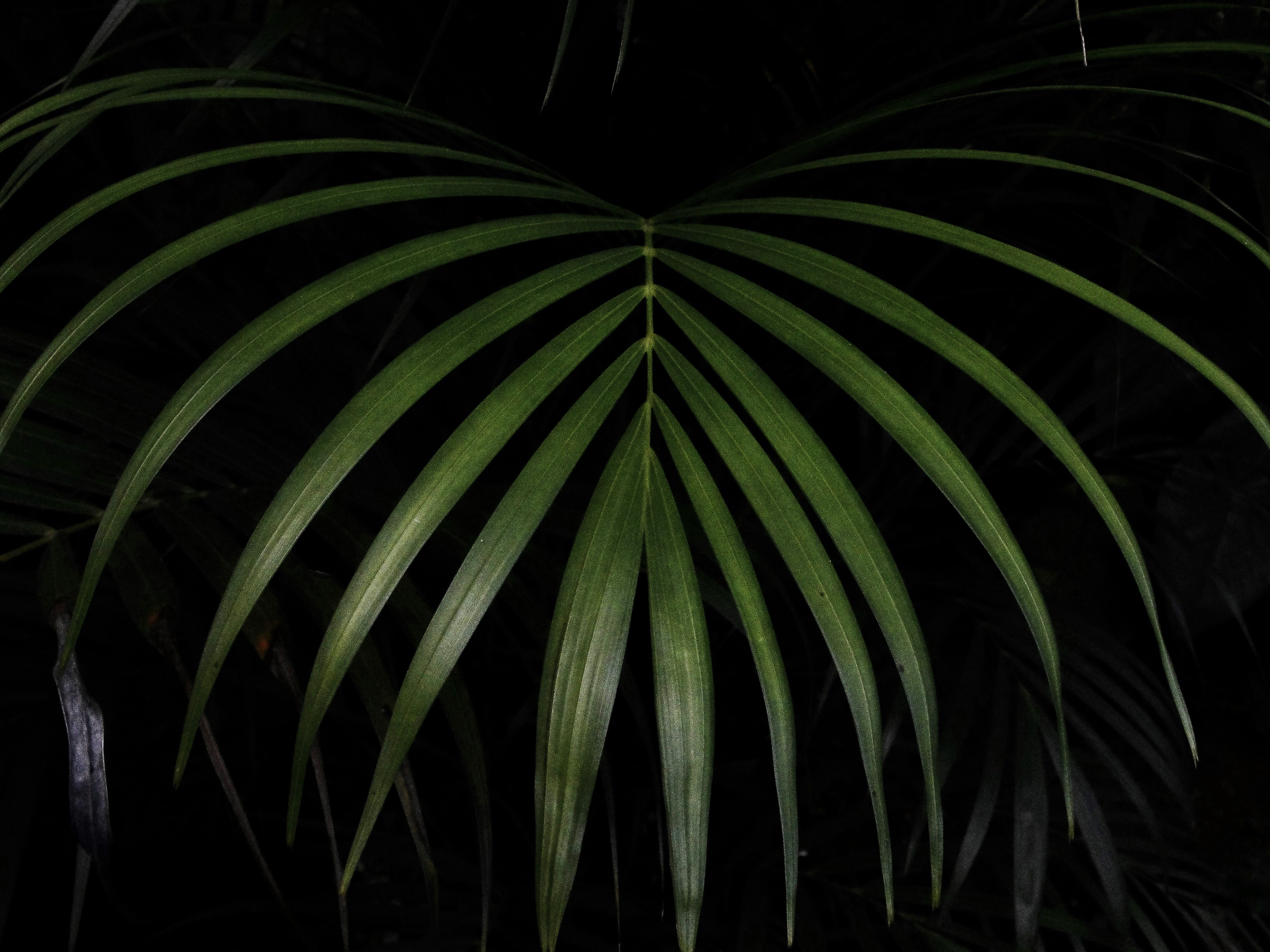 Sample photo from Sony Cyber-shot H20