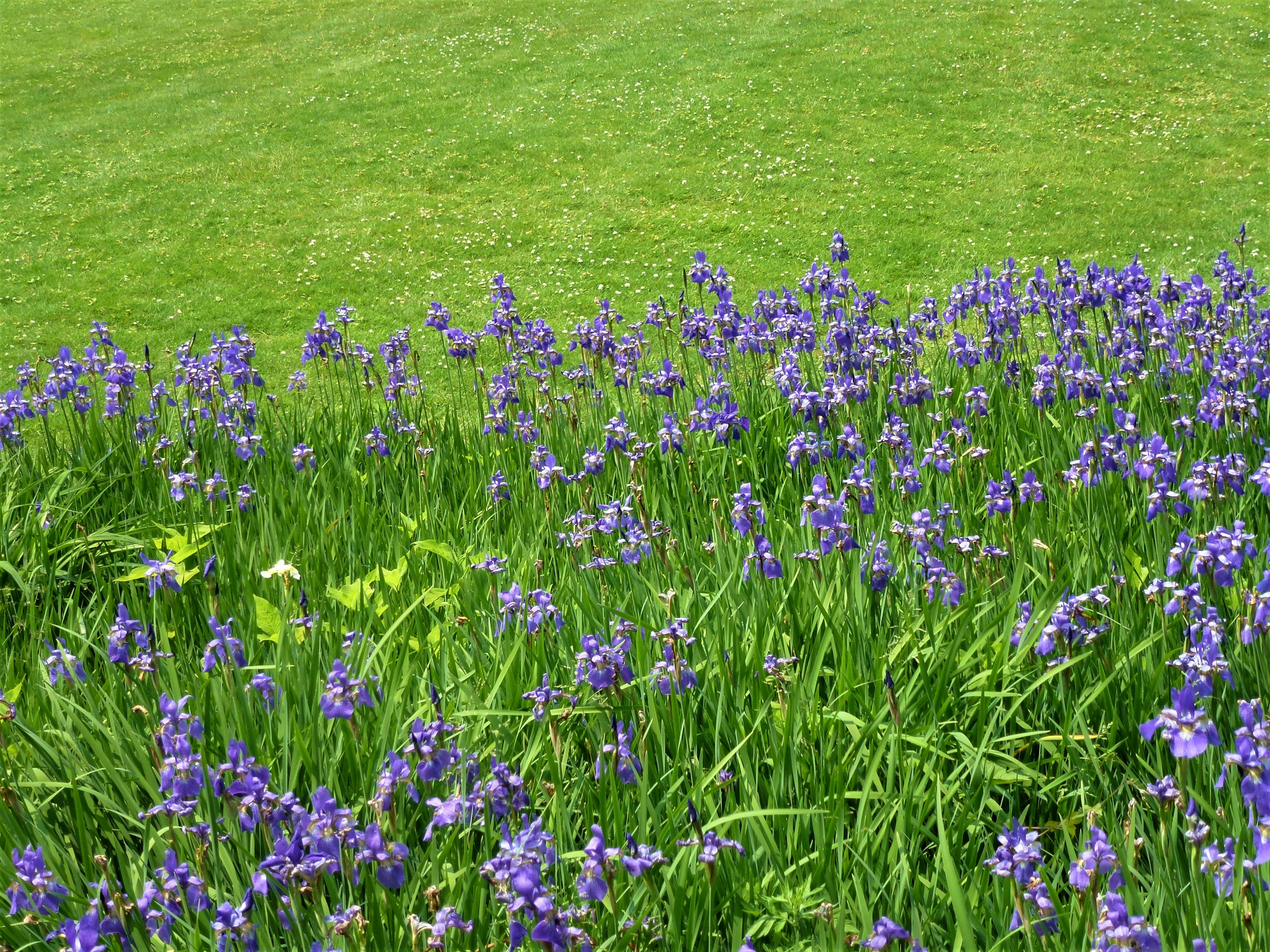 Purple irises blanket a sunlit lawn, creating a dense violet edge along a grassy slope. The composition emphasizes the vibrant flowers against the green backdrop.