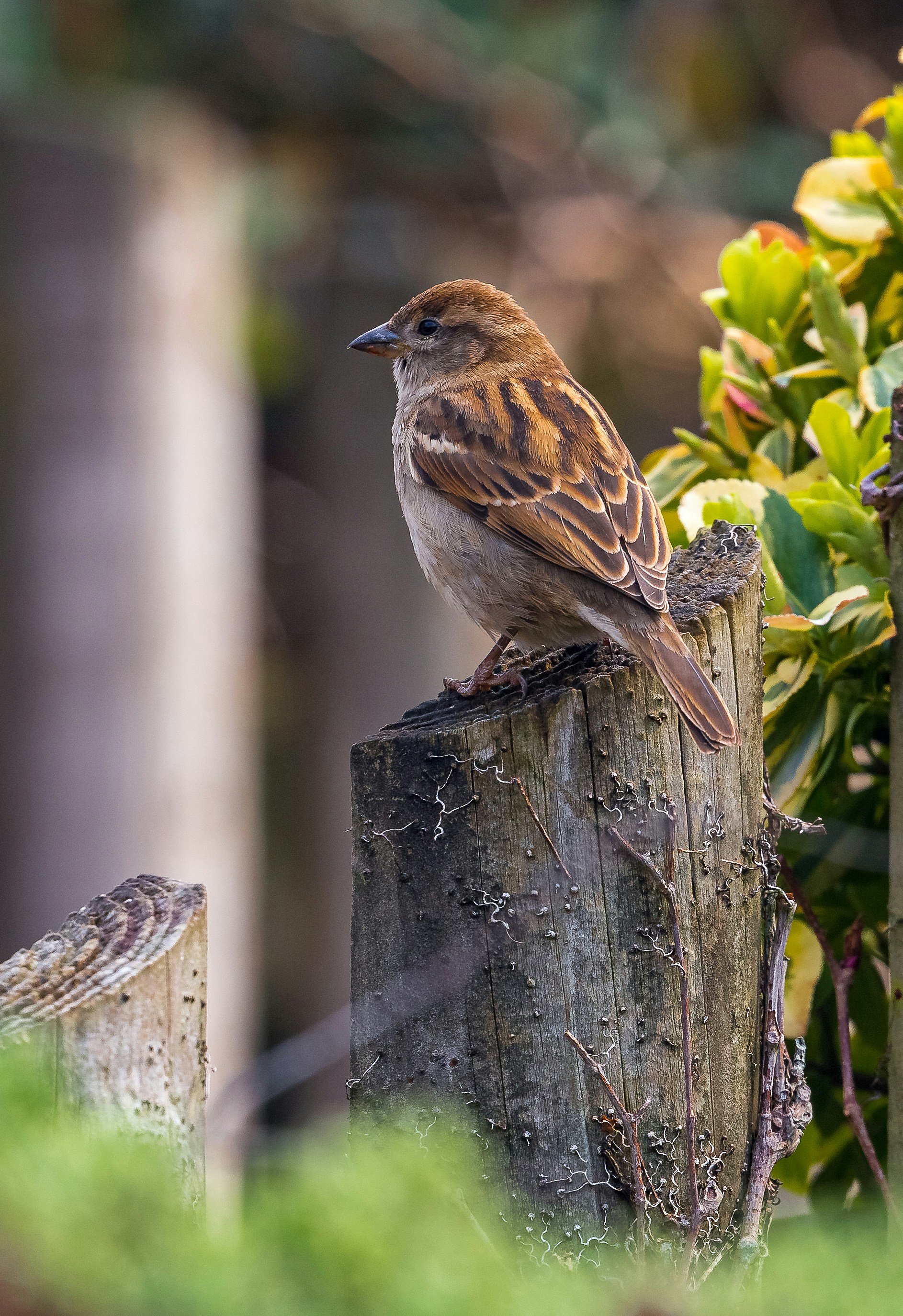 750+ Sparrow Pictures | Download Free Images on Unsplash