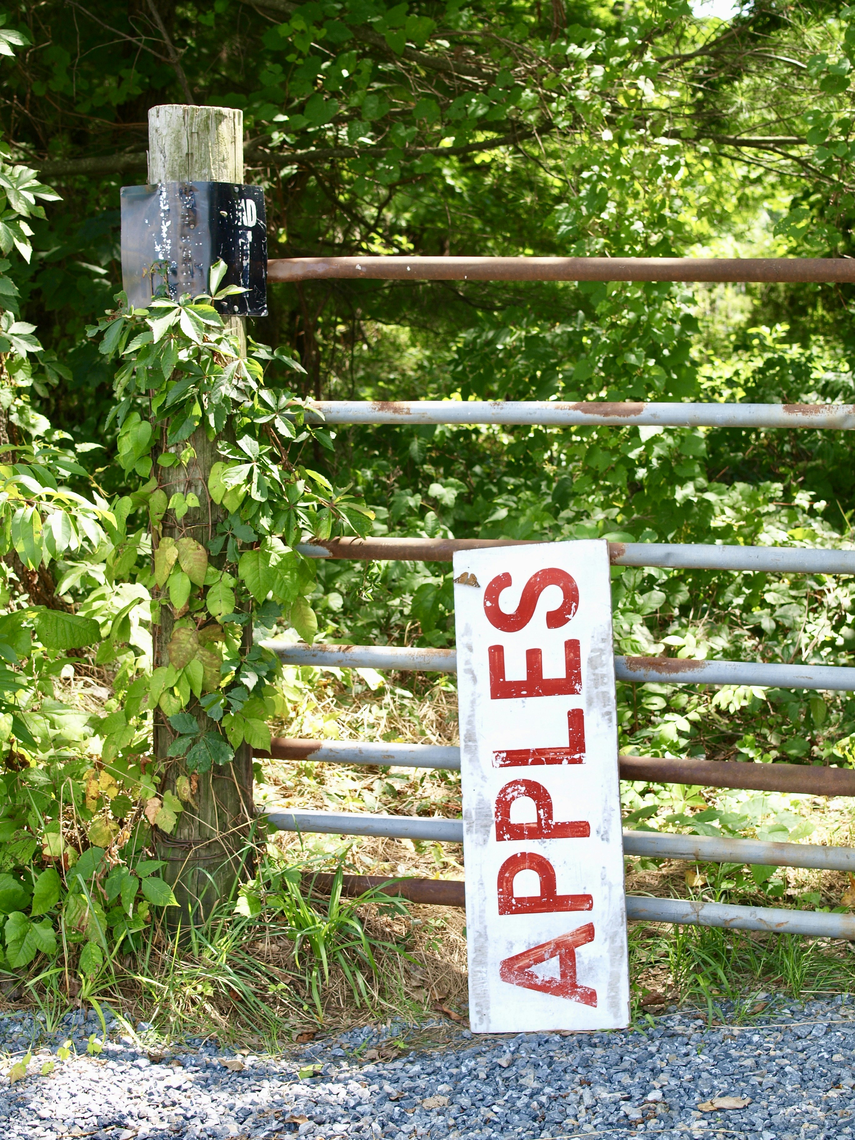 Rusted Gate and Overgrown Signpost
