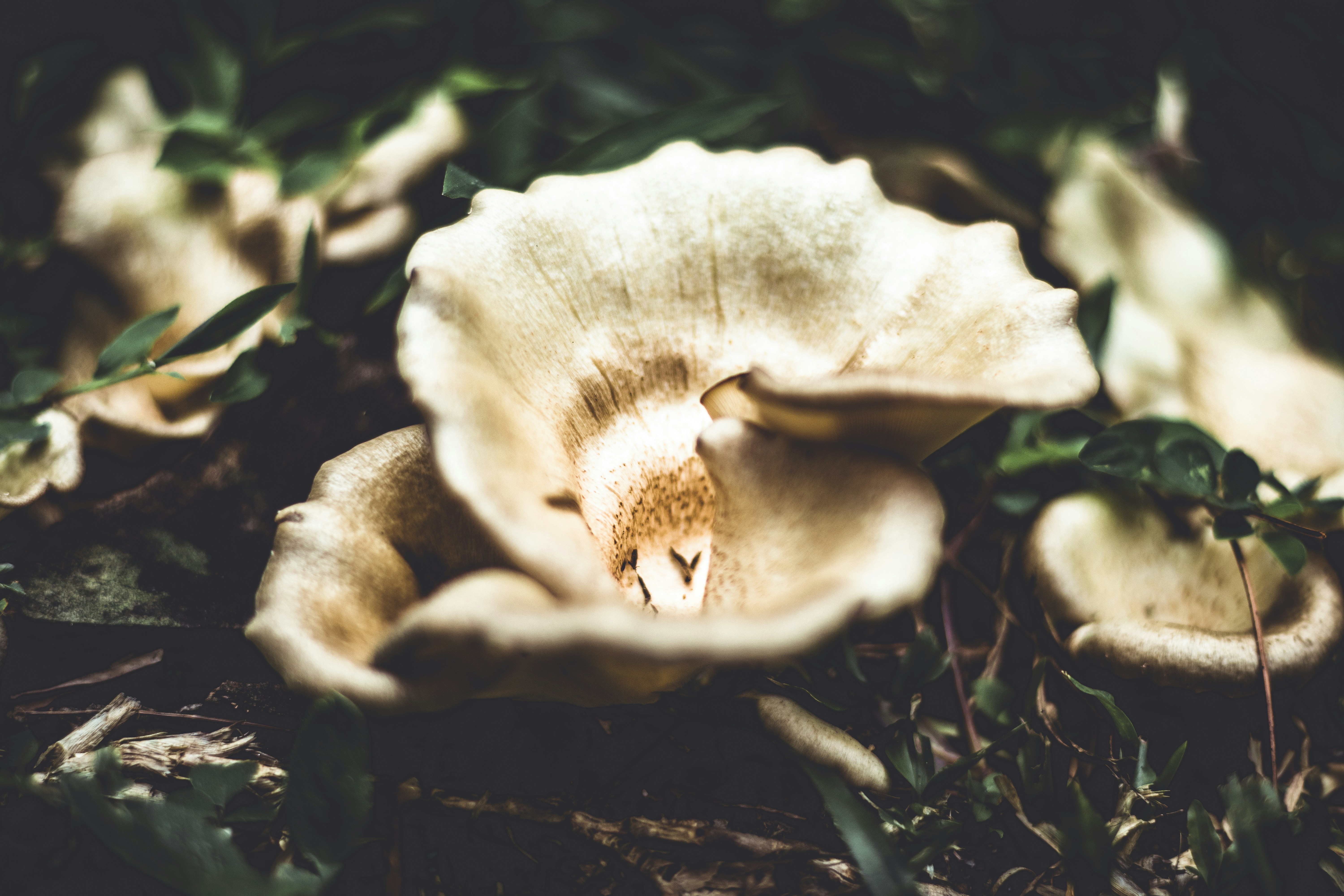 Silent Cup: A Pale Fungus Nestled in Shadowed Leaf Litter