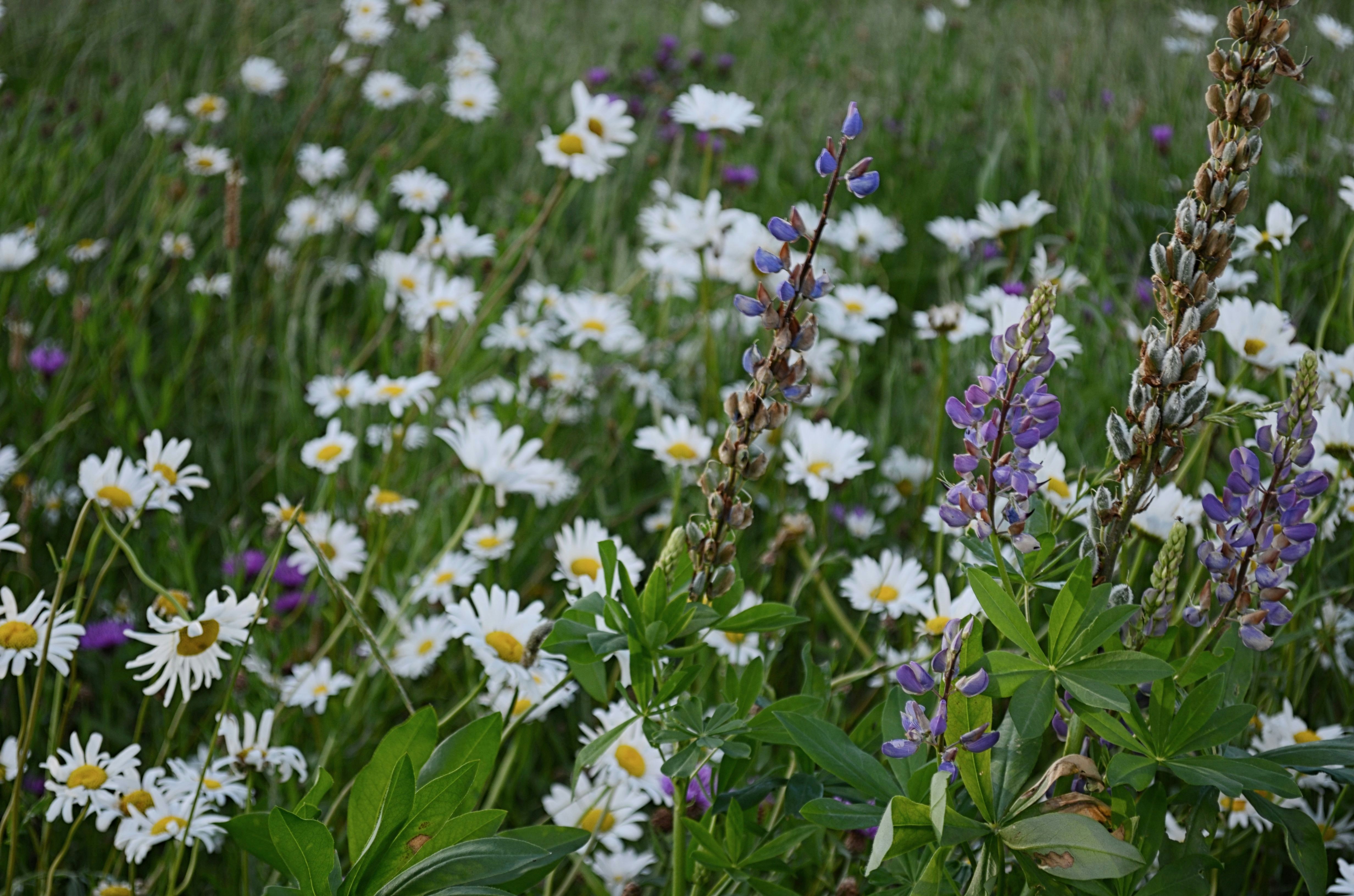 Purple Spires Against a Sea of Daisy White