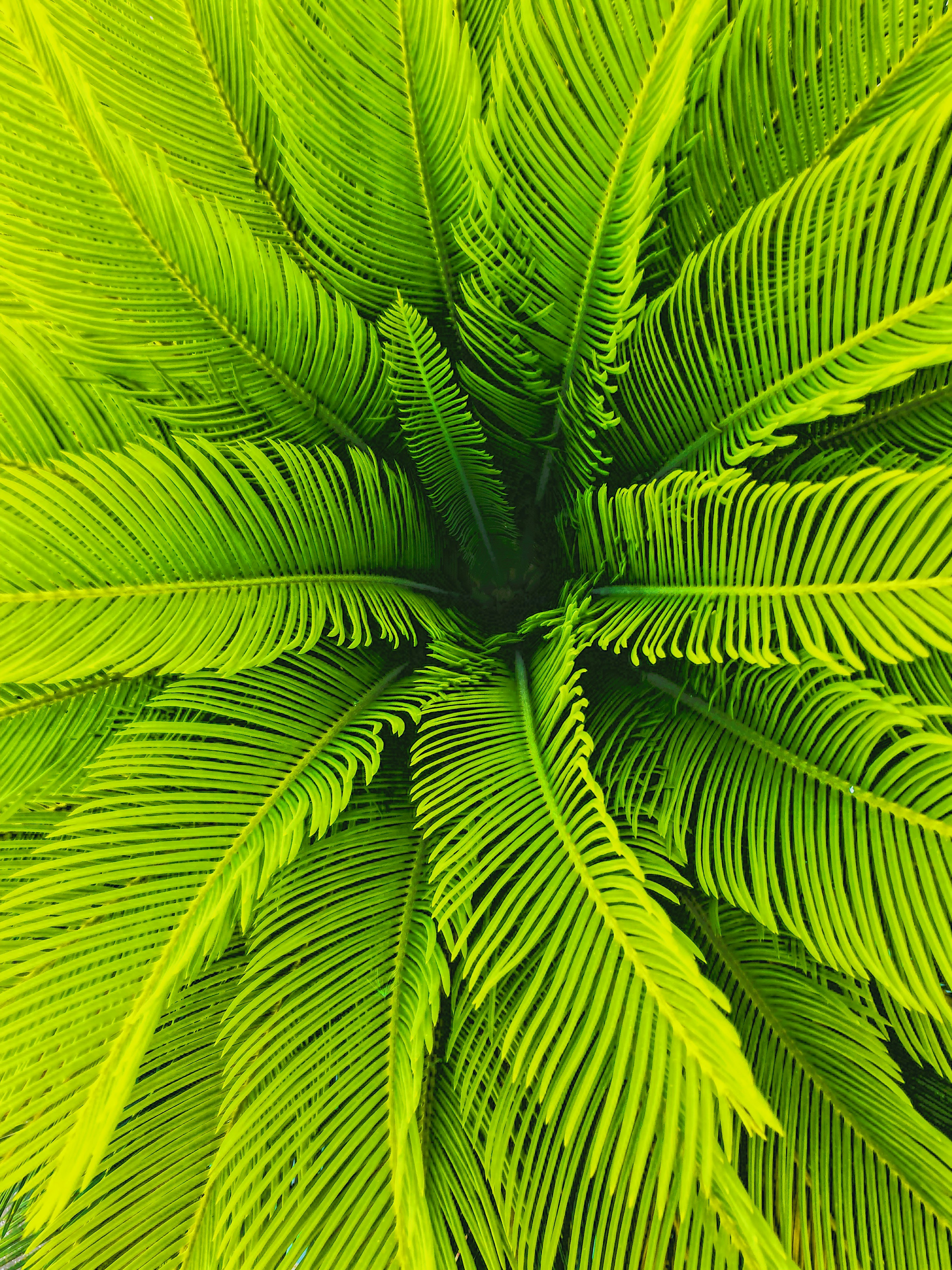 Radiant Crown: Neon Palm Fronds Converge in a Dark Center