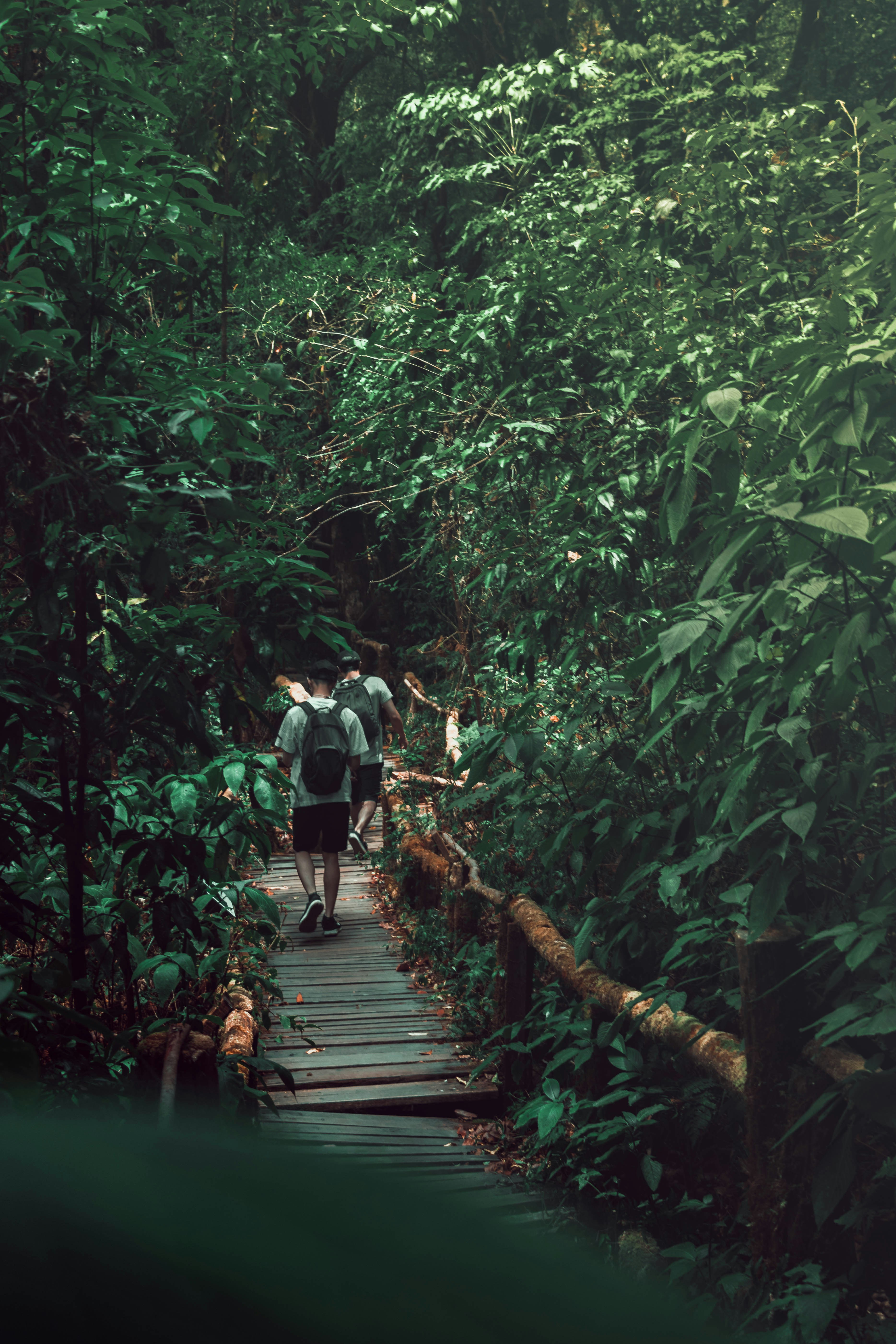 Two hikers traversing a wooden path surrounded by dense foliage in a tropical forest.