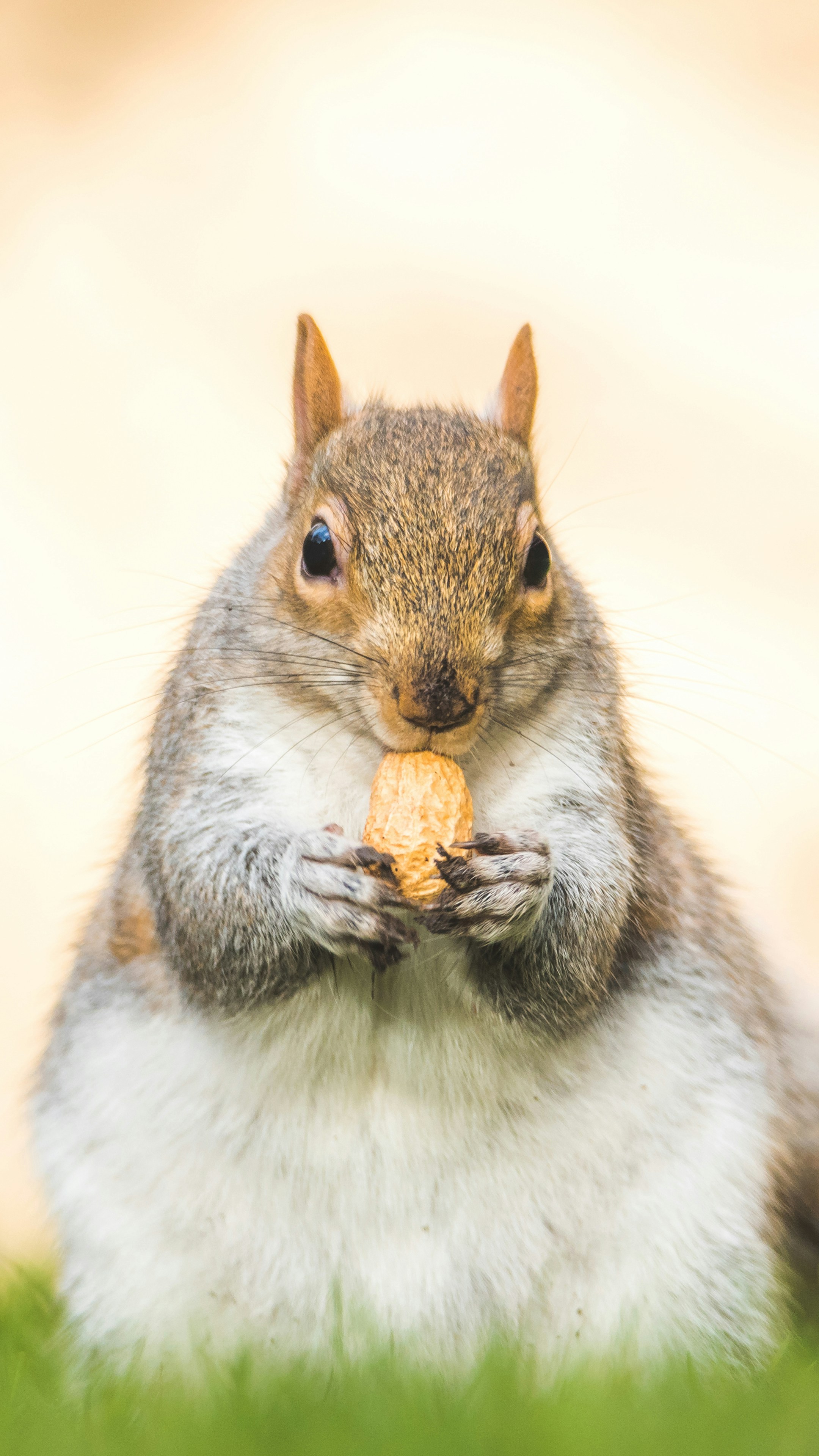 Close-up of a squirrel holding a nut, showcasing its detailed fur and expressive eyes against a softly blurred background.