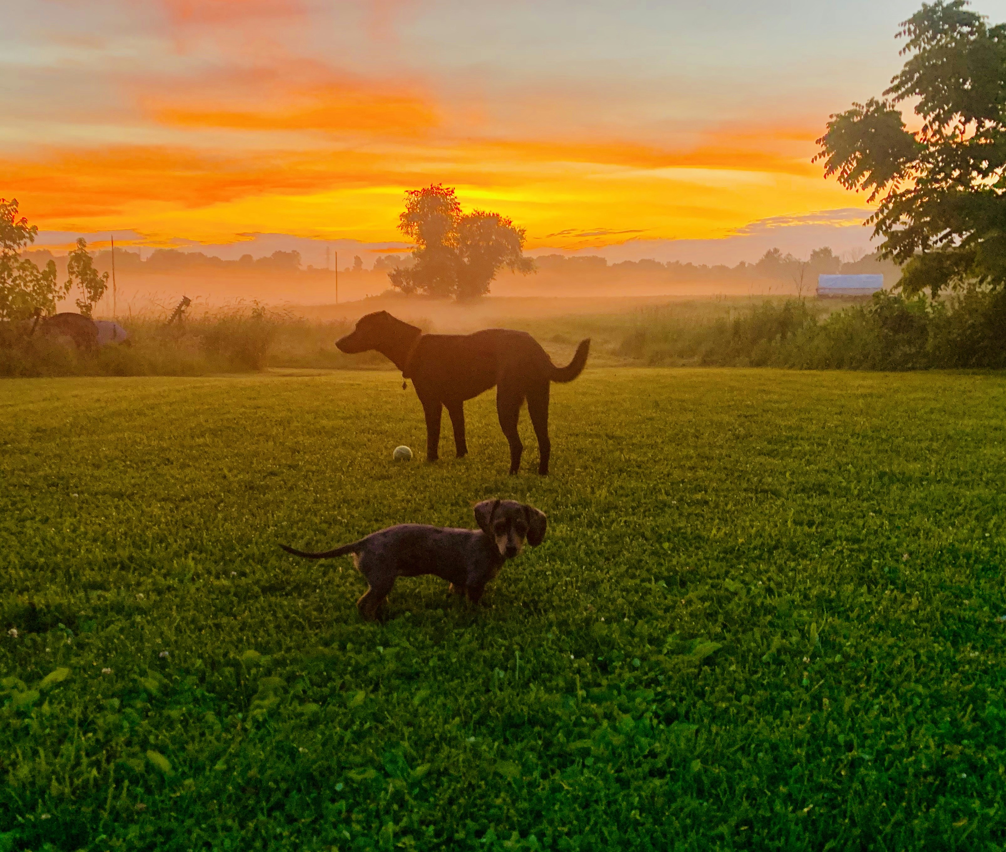 Silhouetted Dogs at Sunset: A Quiet Field