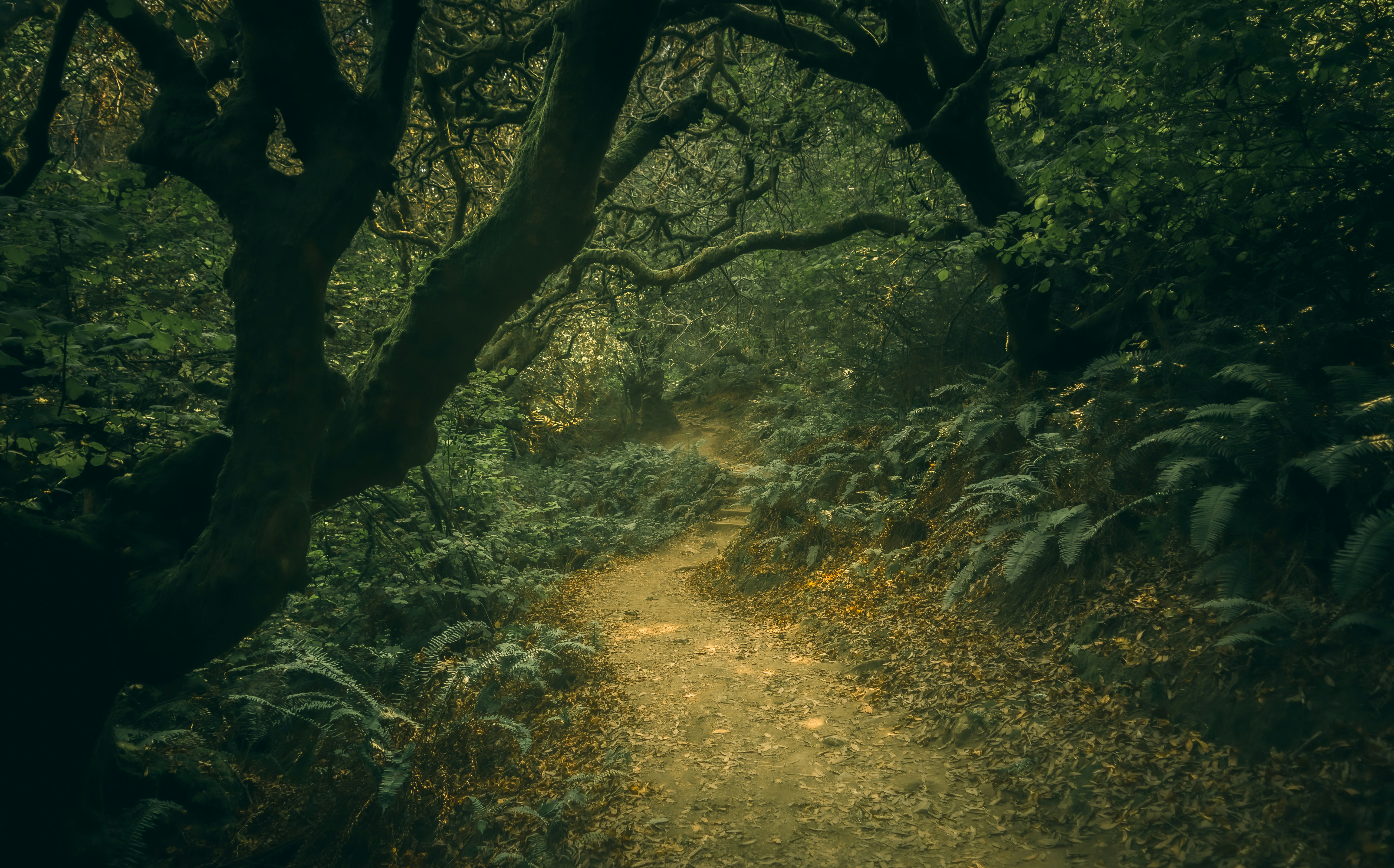 Stunning Enchanted Forest Pictures [HD] | Download Free Images on Unsplash