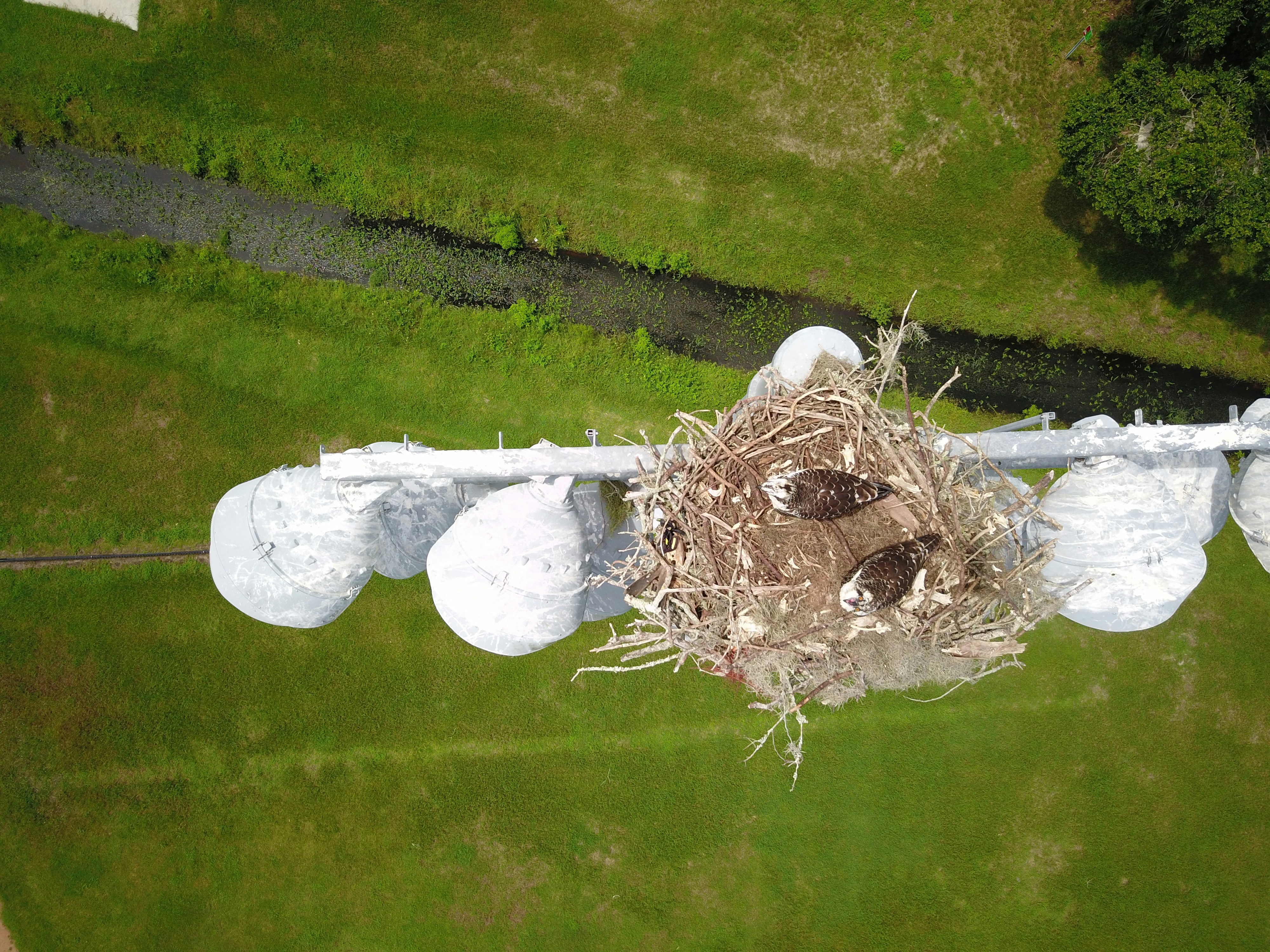 Aerial view of an osprey nest atop a pole, showcasing the intricate arrangement of twigs and the presence of adult ospreys. The surrounding greenery and stream add to the natural setting.
