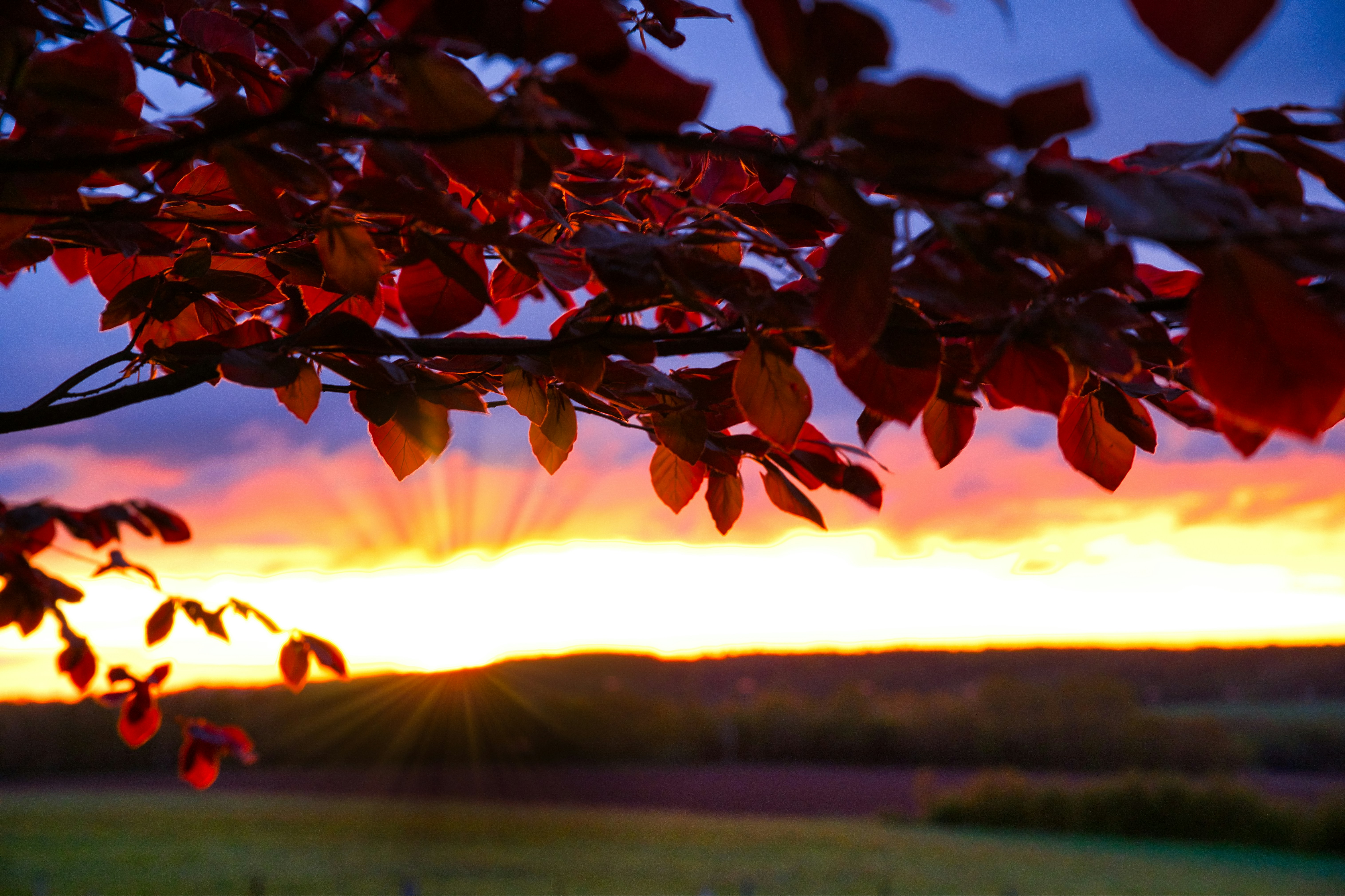 Crimson Leaves Framing the Sunset Horizon