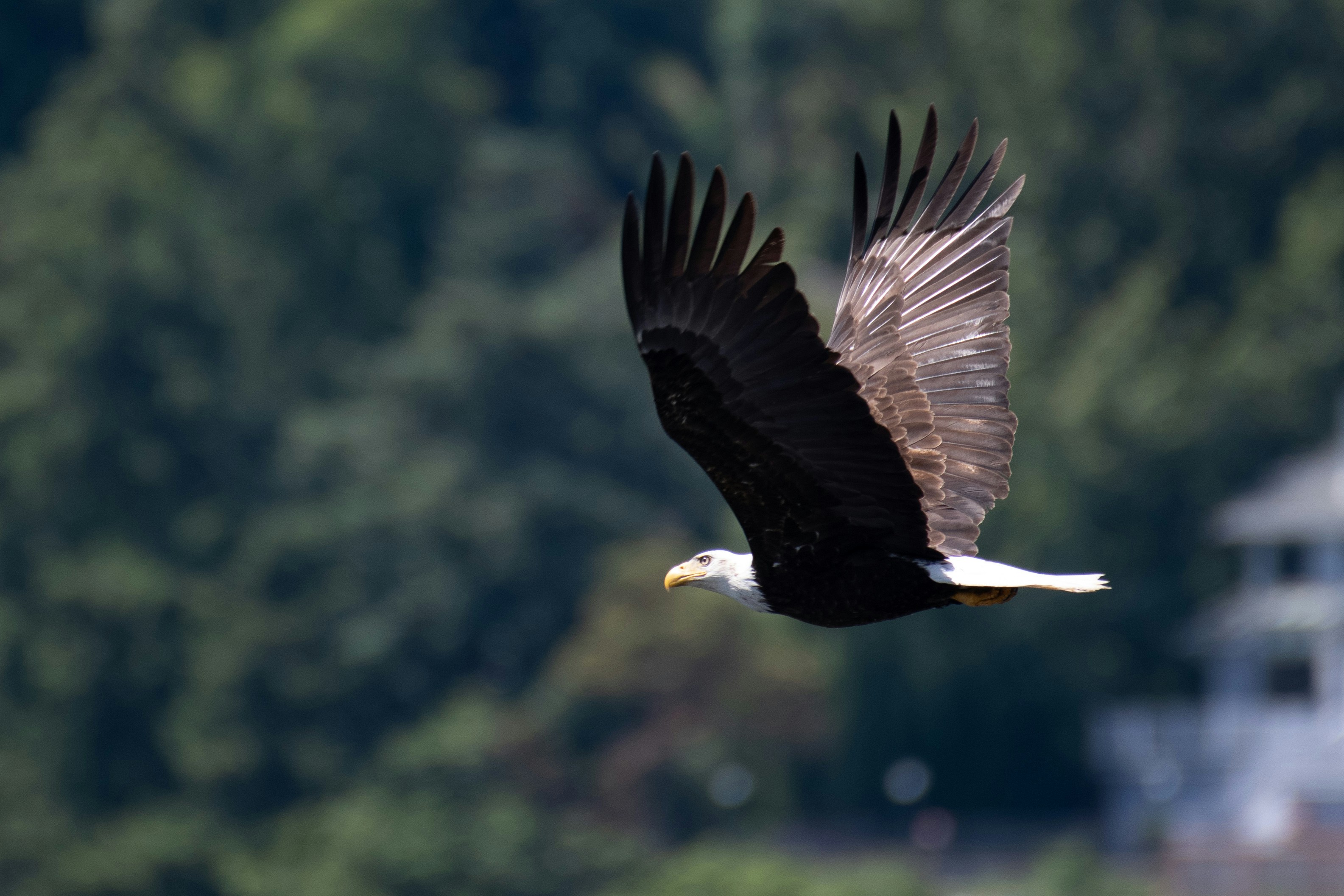 A soaring American eagle with outstretched wings glides gracefully against a blurred green backdrop, showcasing its powerful presence.