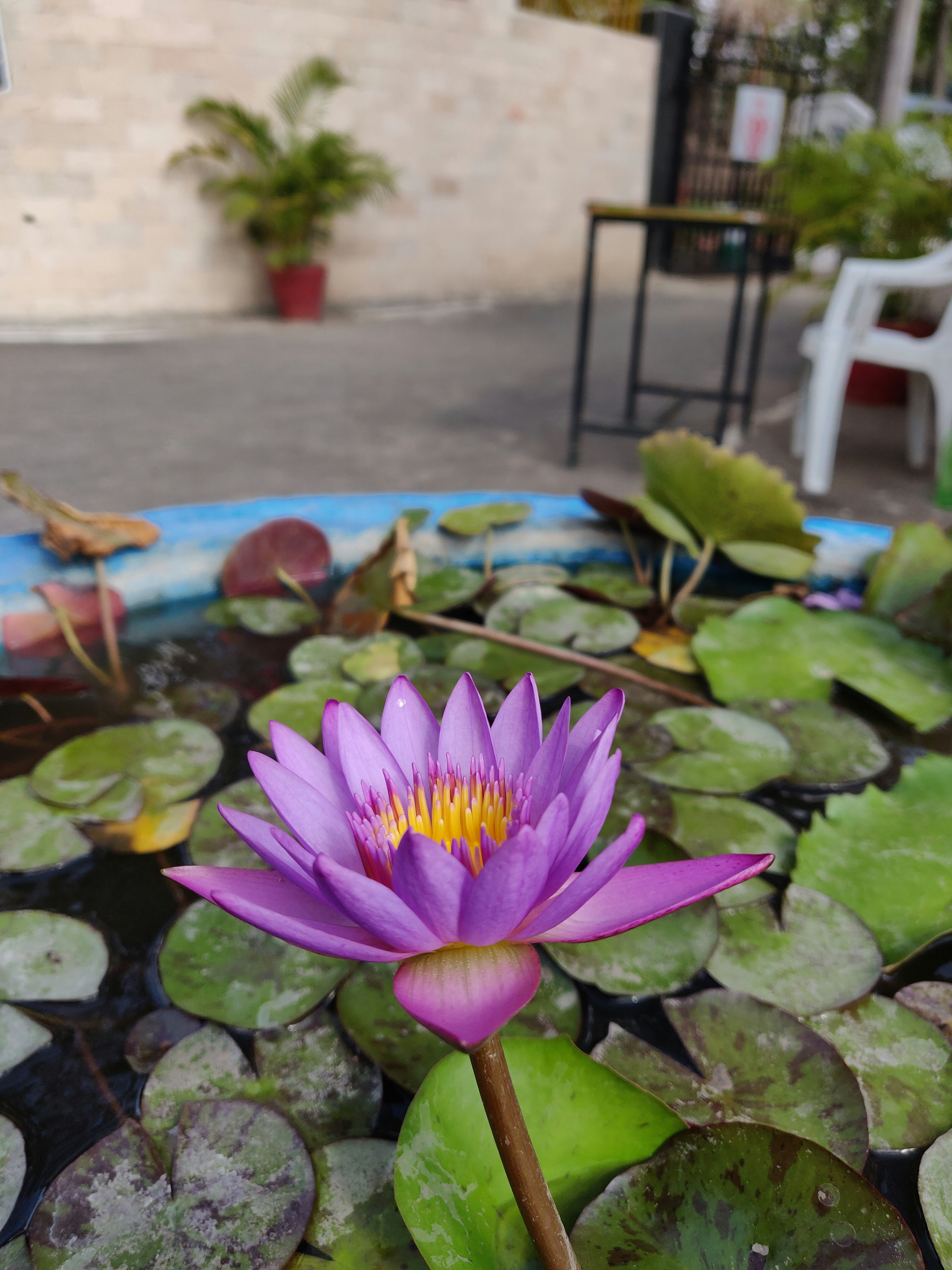 Vibrant purple lotus flower rising above a pond filled with lily pads, set against a softly blurred background of greenery and structures.