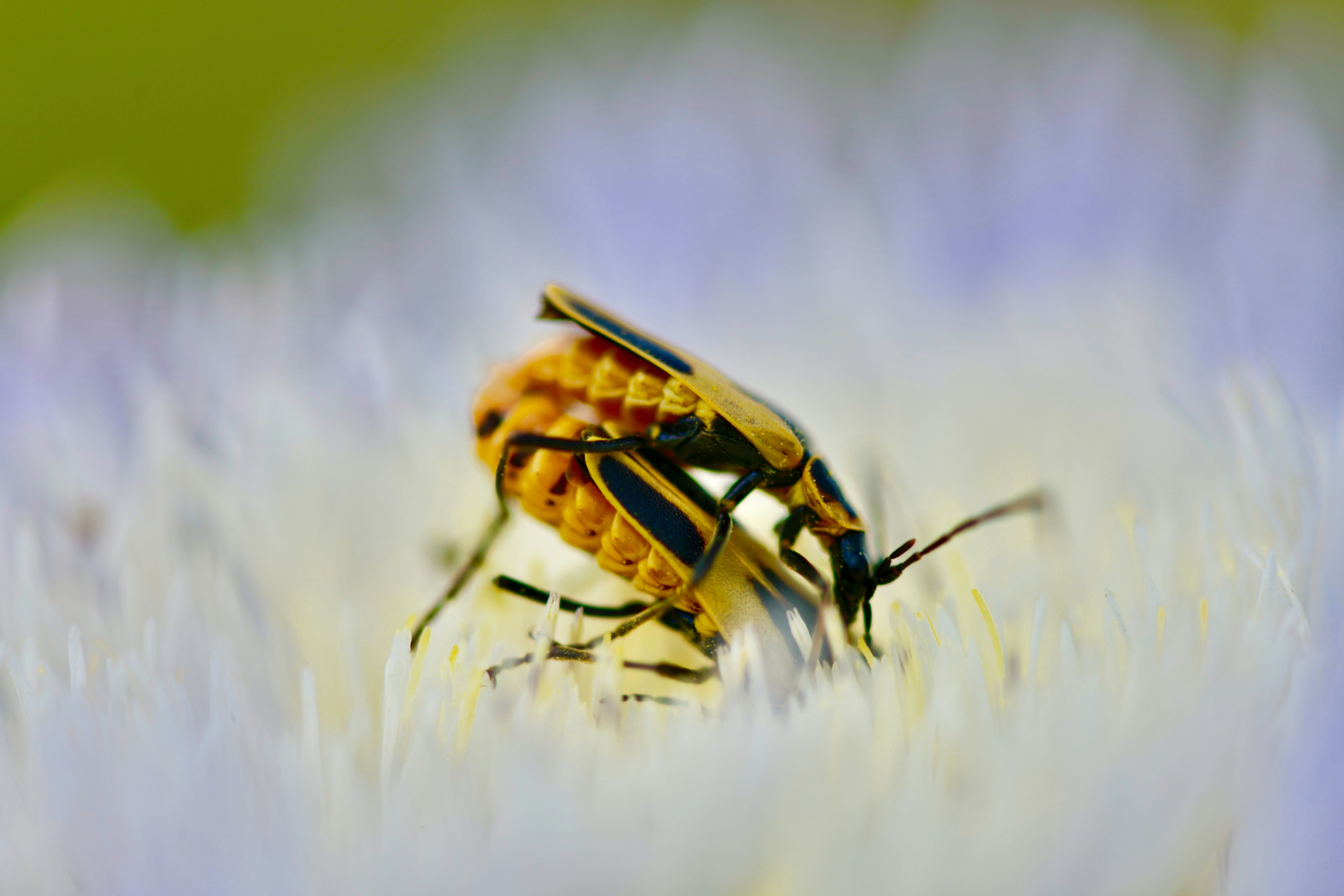 Two insect in a white fur close-up photography photo – Free Andrena ...