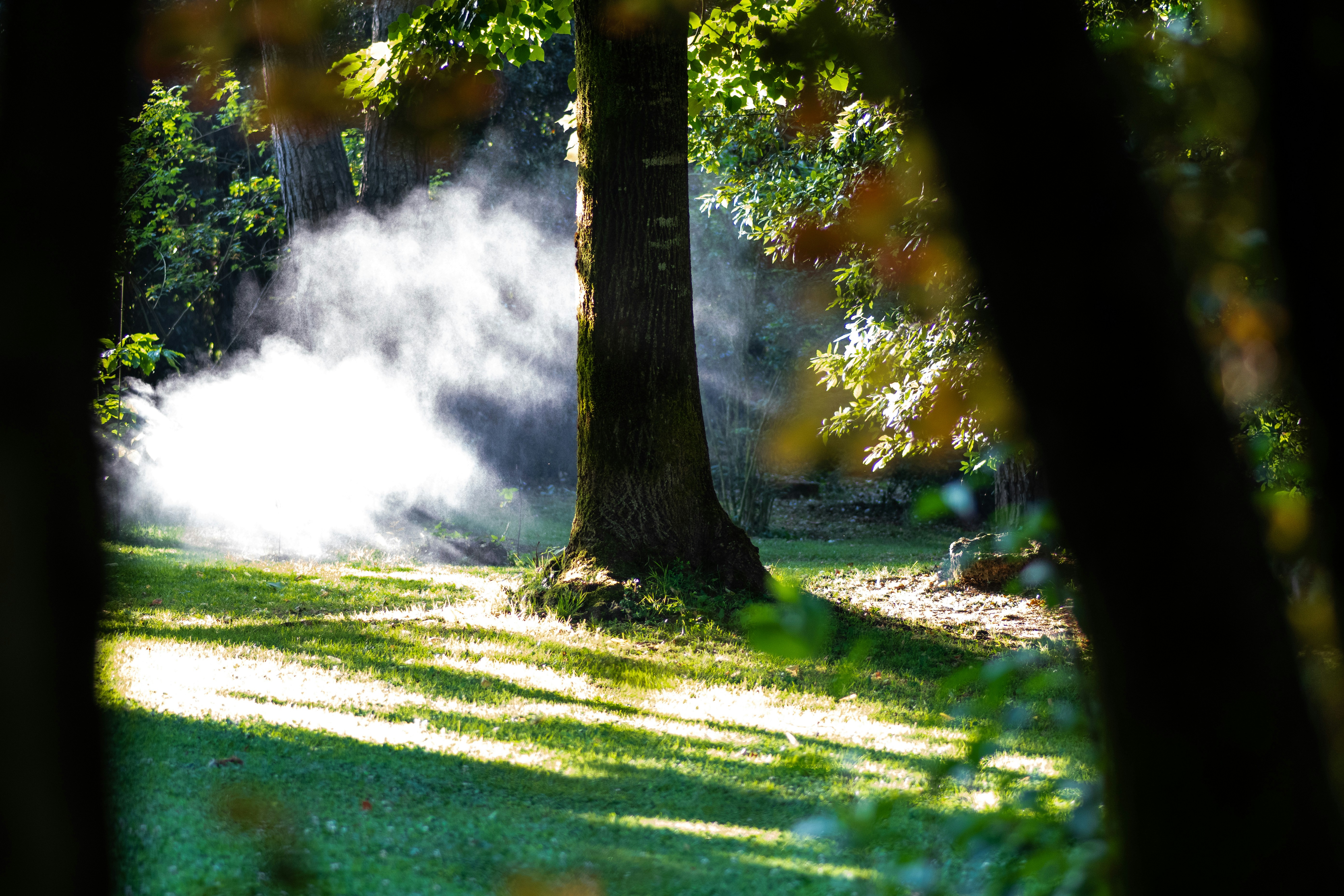 Soft mist drifts around a sunlit tree in a serene, wooded area.