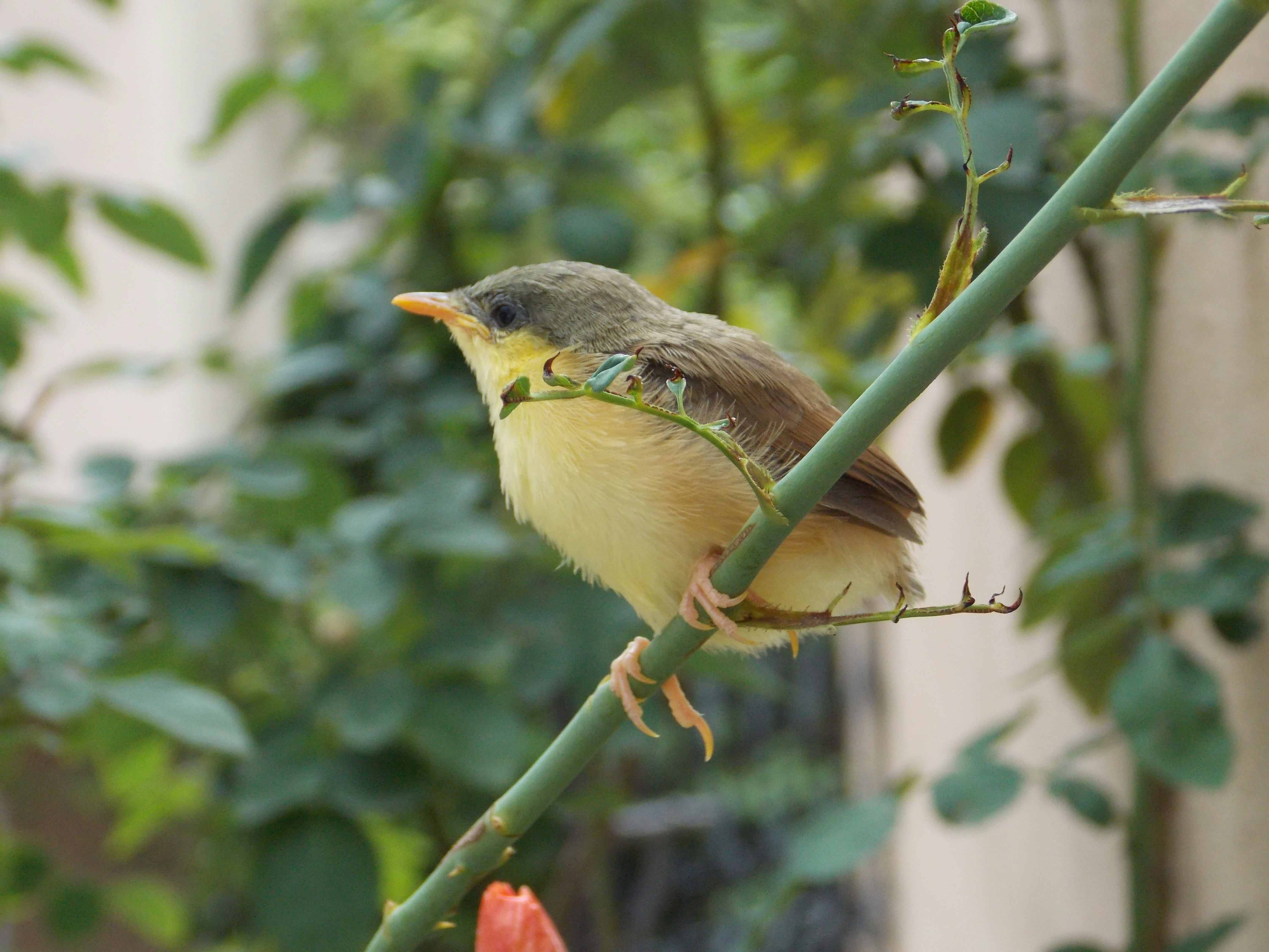 Brown and yellow bird photo – Free Bird Image on Unsplash