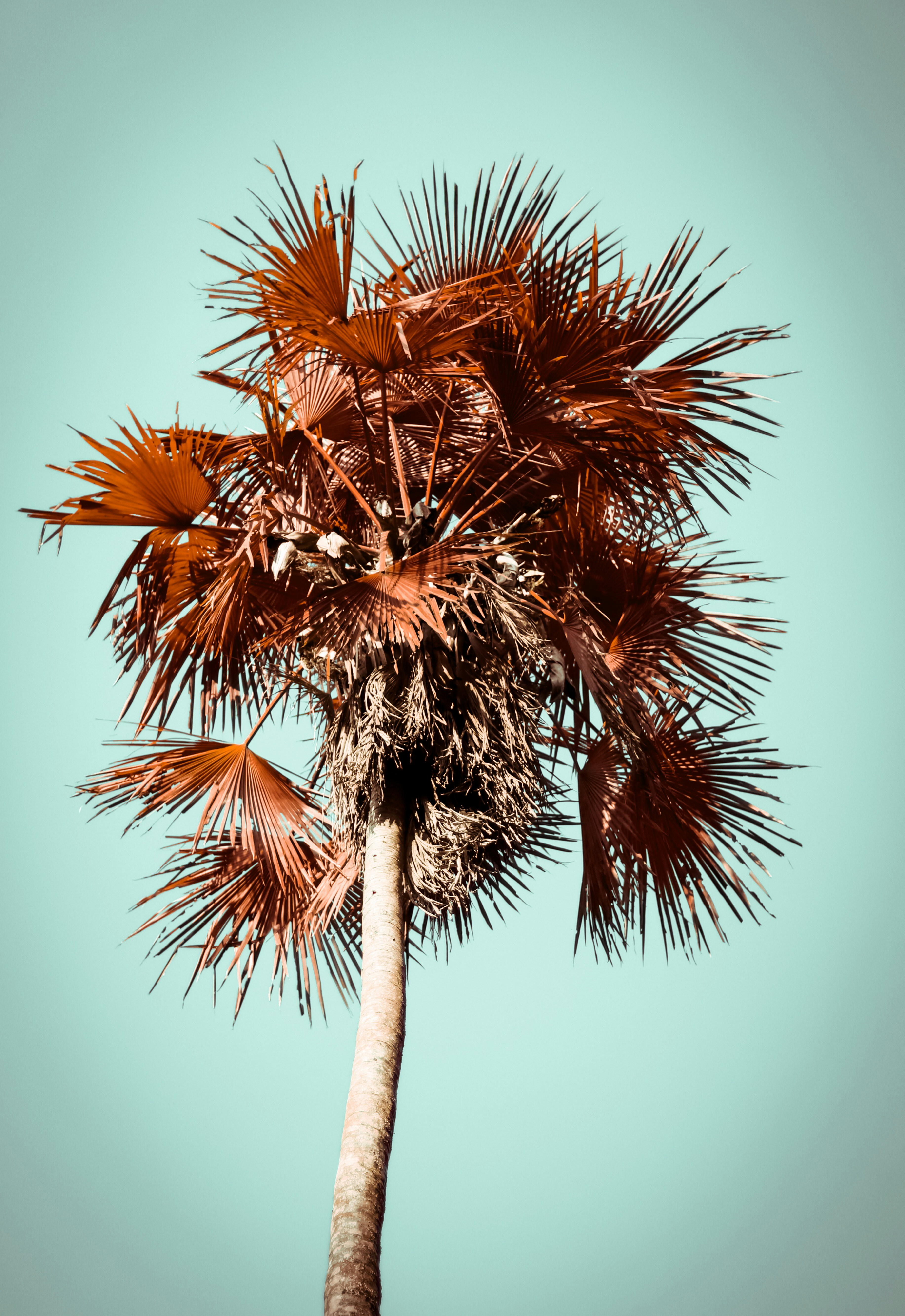Palm Majesty in Desert Turquoise
