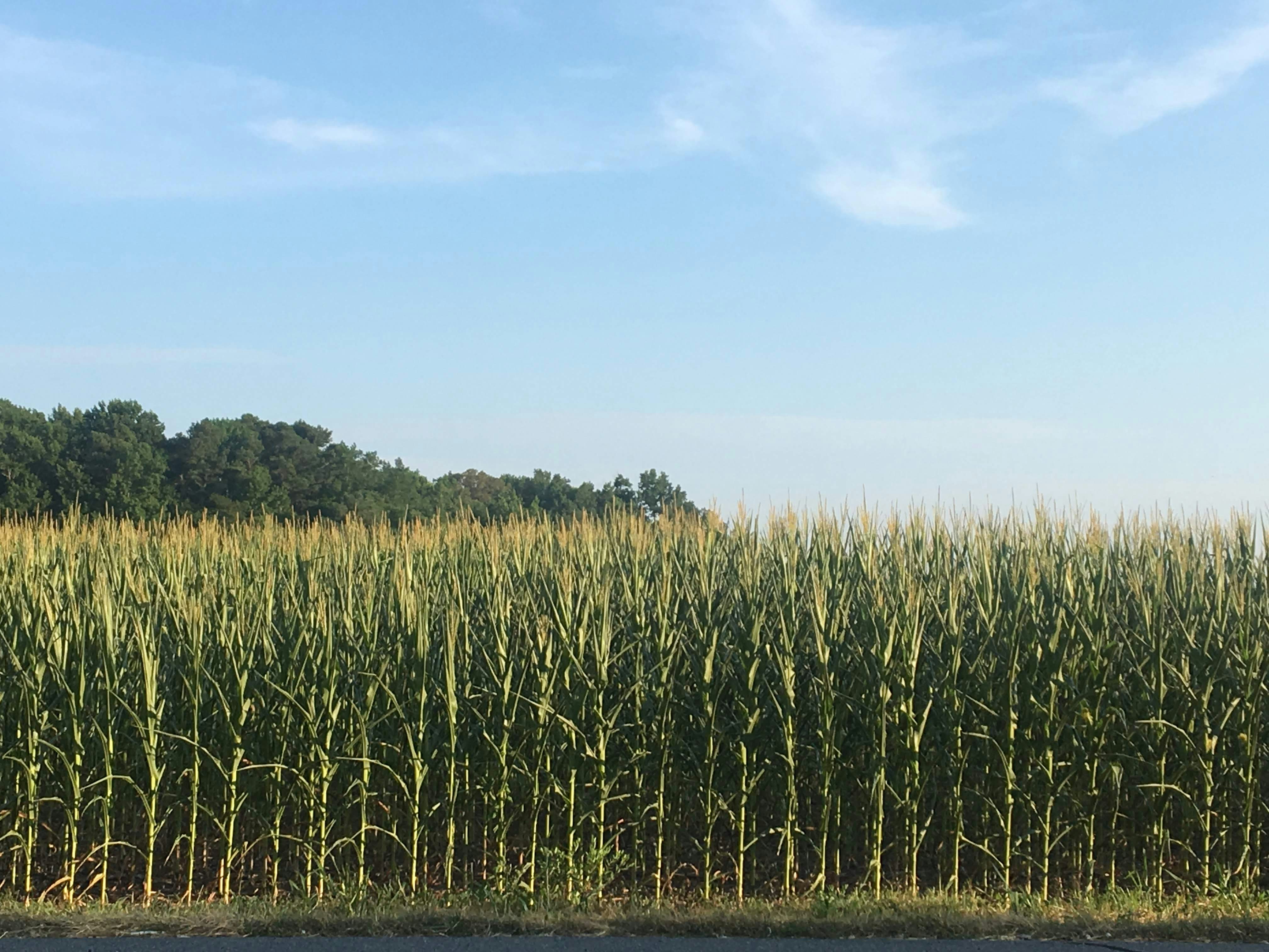 Vast cornfield under a clear blue sky with distant tree line.