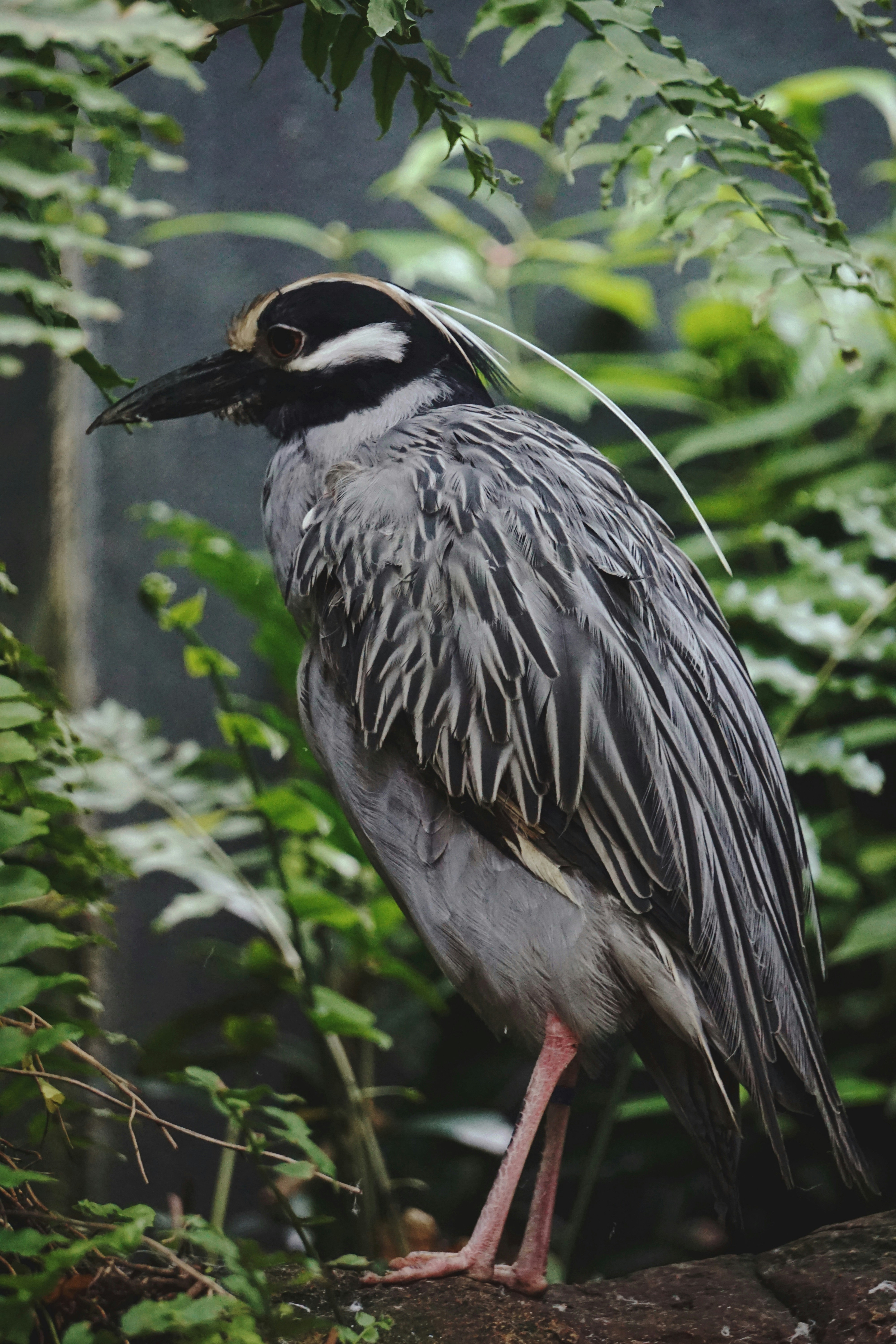 A black-crowned night heron stands gracefully amidst lush green foliage, showcasing its striking plumage and poised demeanor.