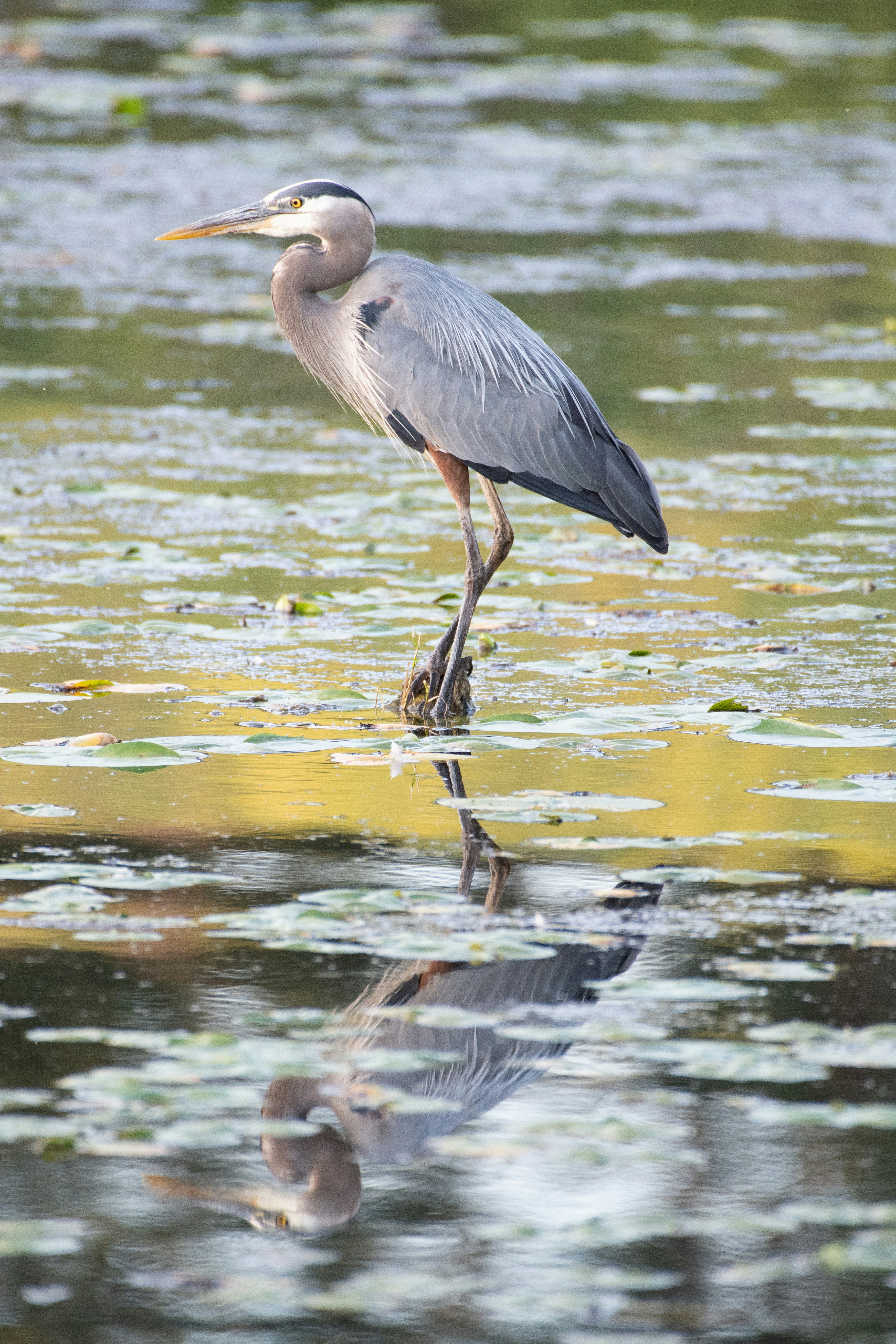 Blue Heron Pictures | Download Free Images on Unsplash