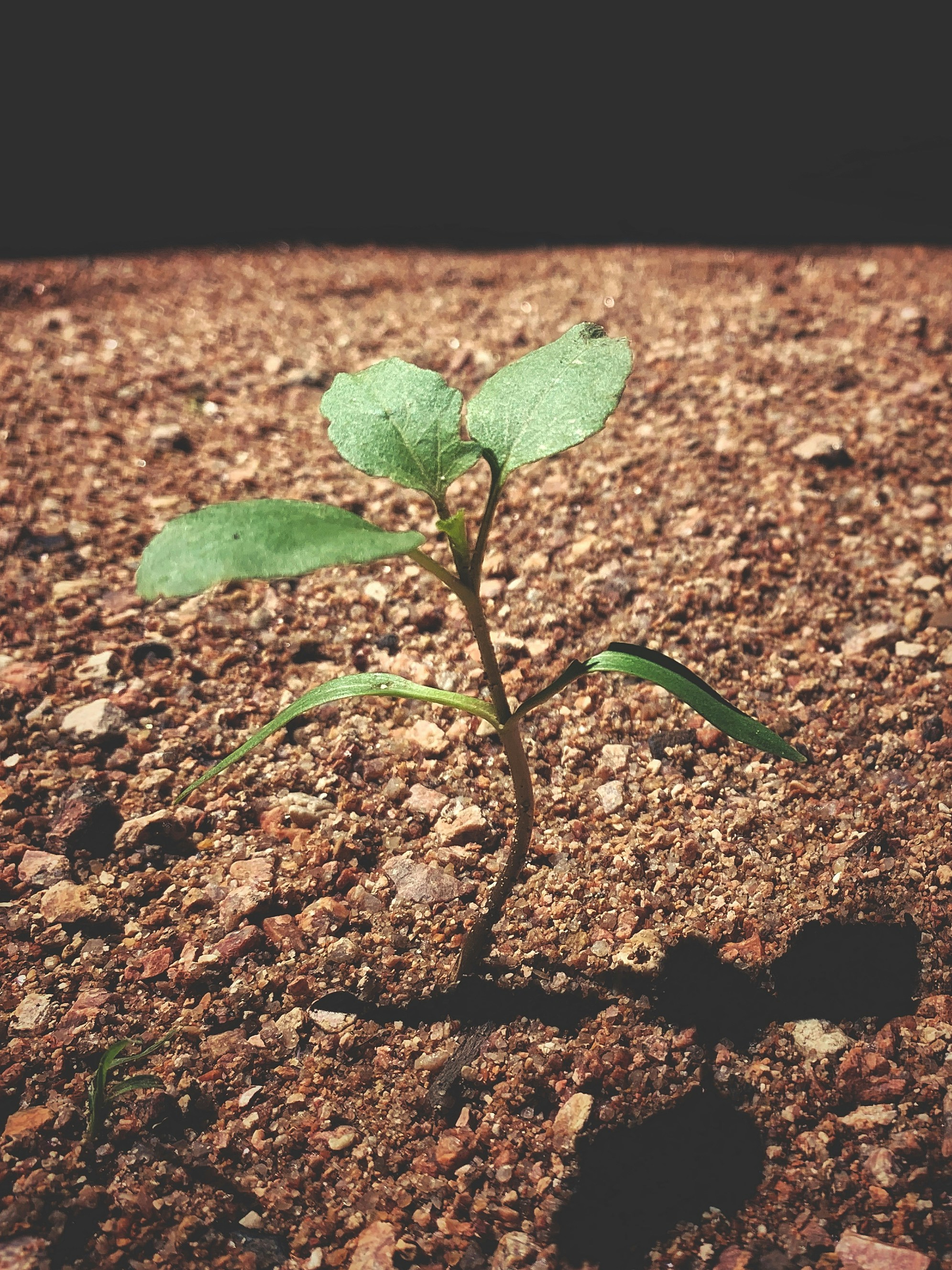 Sprout Rising from Gravel: A Tiny Green Hope
