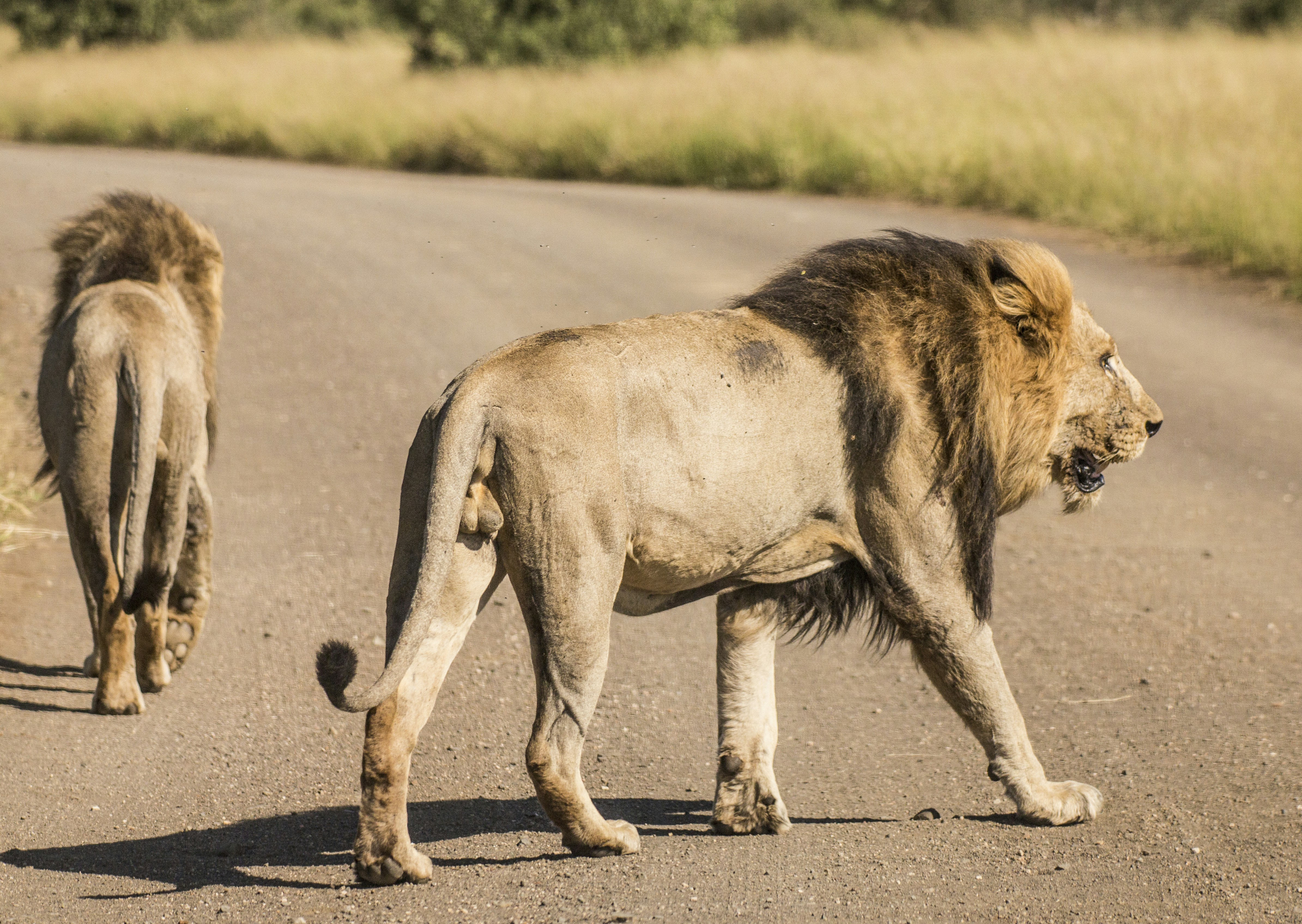 Sunlit Tarmac Safari: Lions Command the Quiet Road