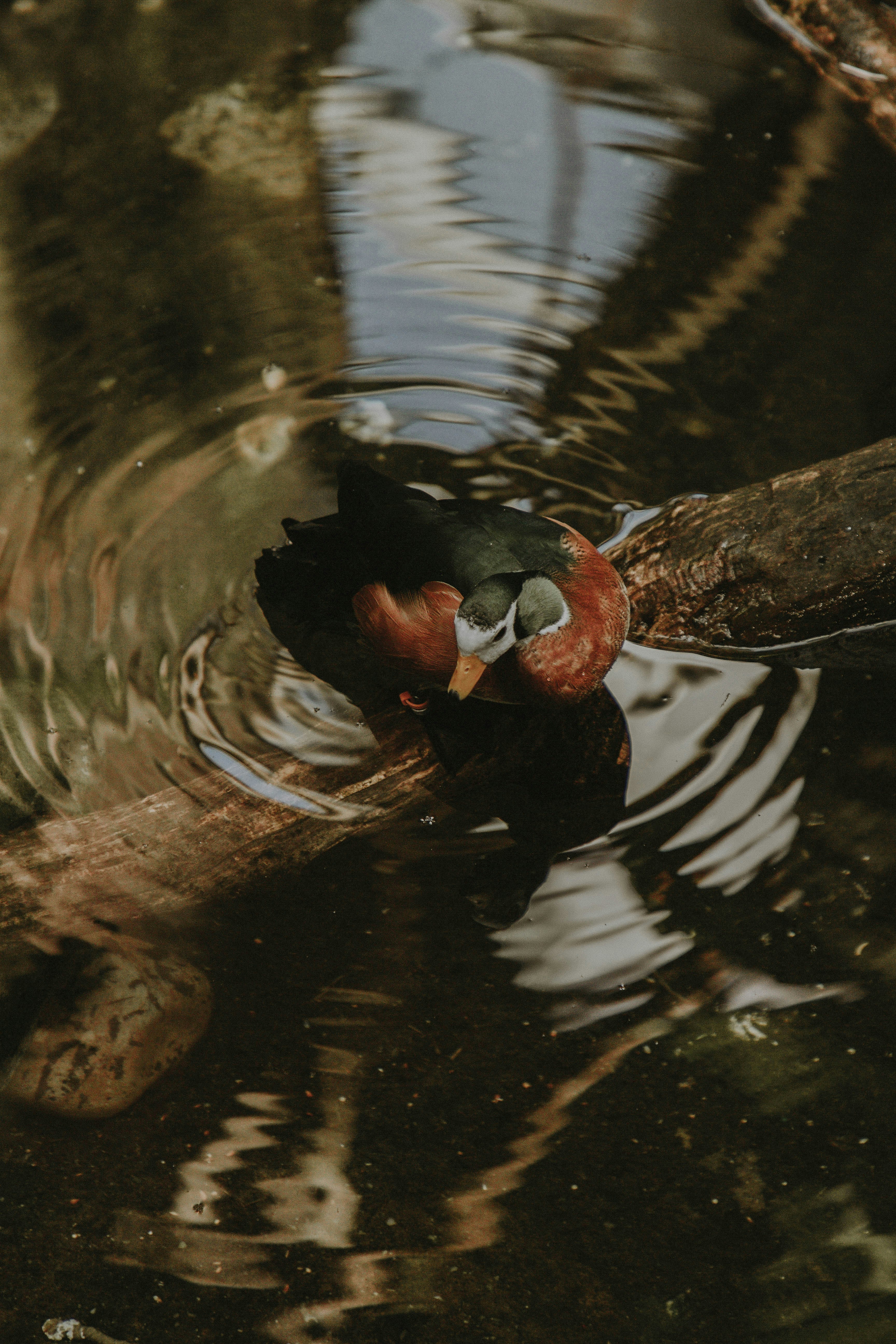 A duck perched on a log, surrounded by rippling water that reflects the surrounding environment.