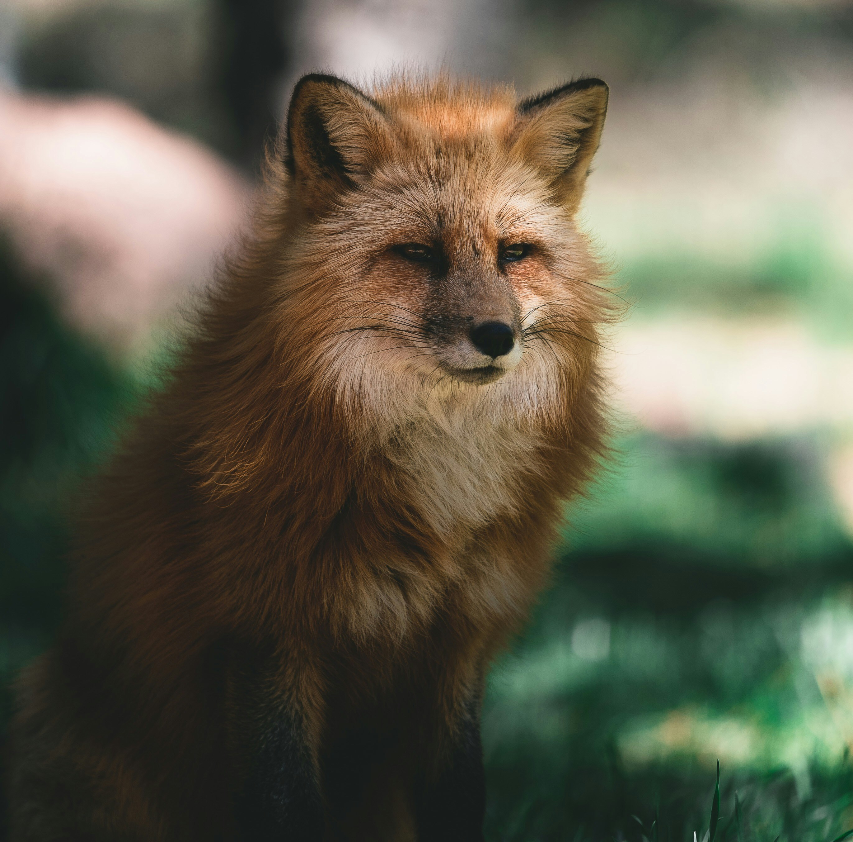 Selective focus photography of brown and white fox photo – Free Animal ...