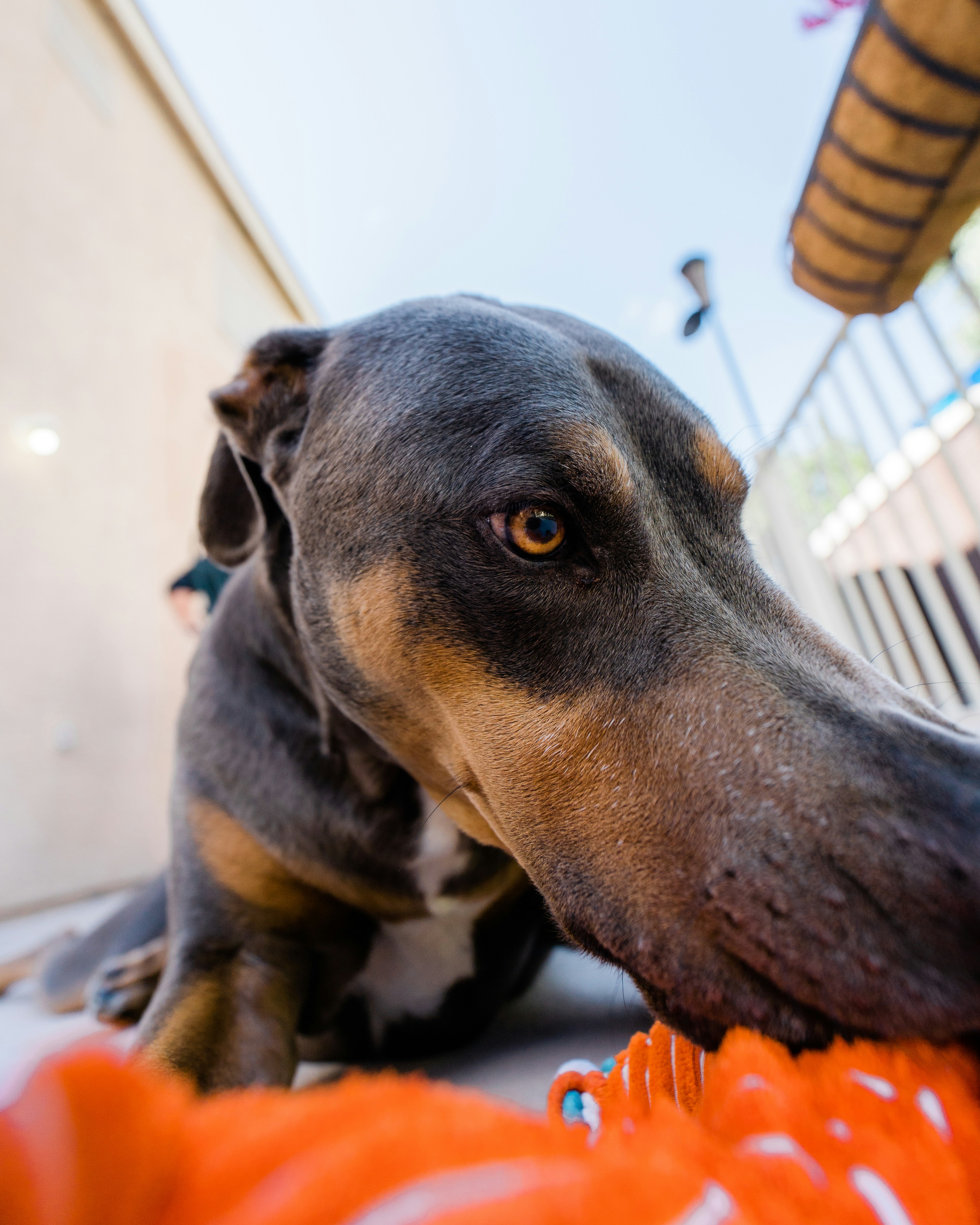 Close-Built Gaze: A Doberman's Curious Nose on a Cheery Orange Toy