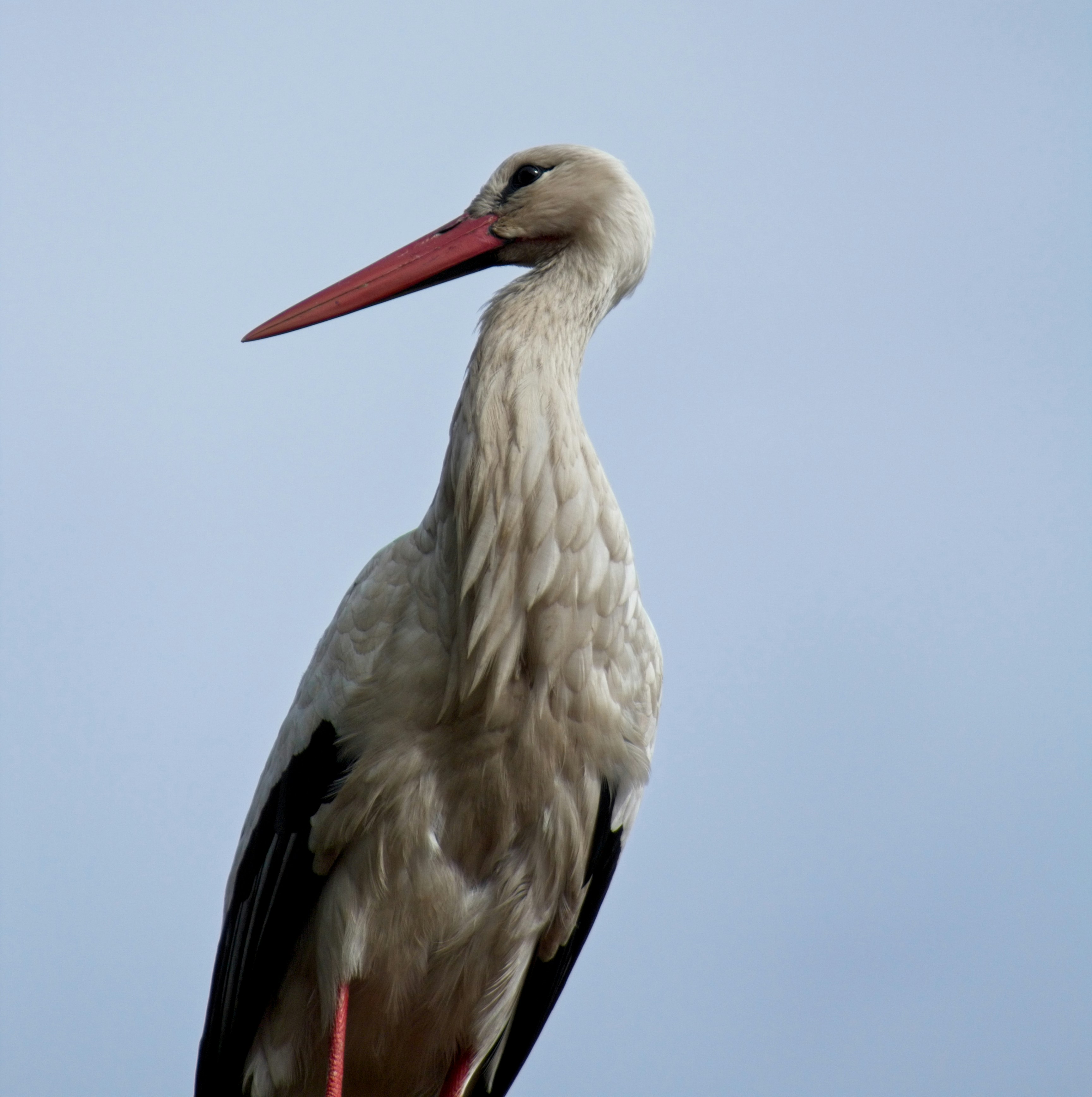 A stork stands gracefully against a soft blue sky, showcasing its striking features and vibrant beak.