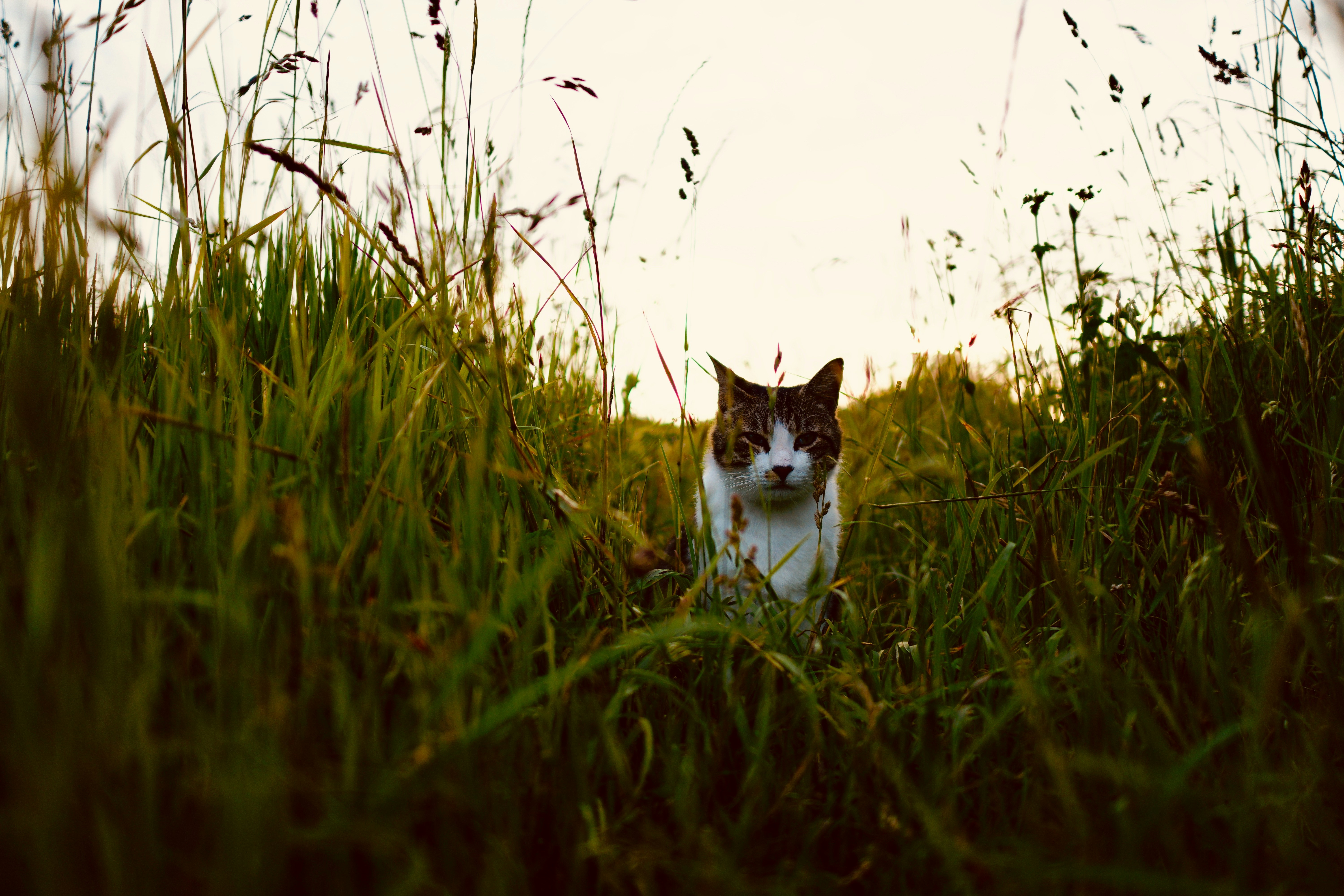 A curious cat navigates through tall grass, framed by the warm glow of dusk. The scene captures the essence of a serene countryside moment.