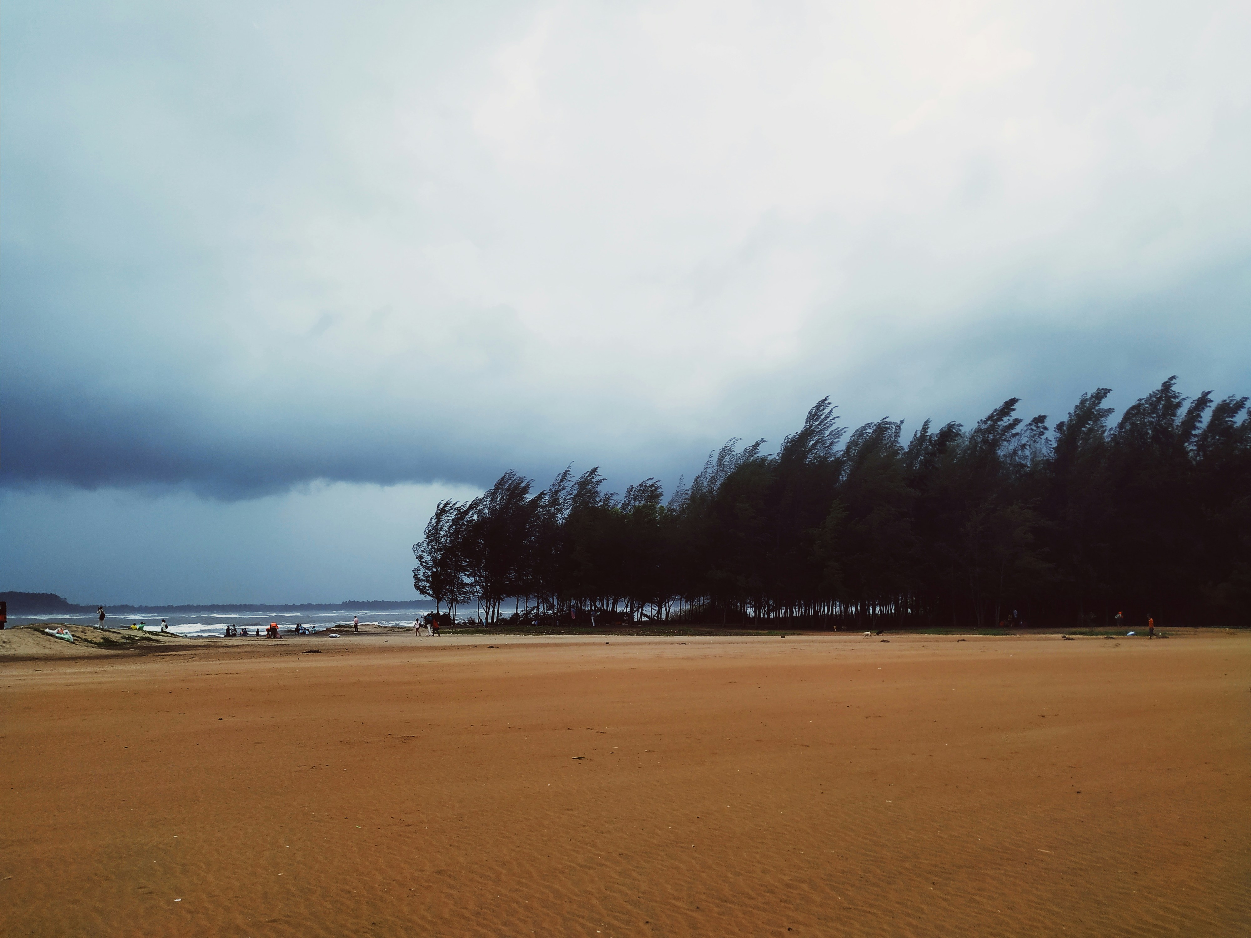 A windswept beach scene with dark clouds gathering over the horizon, contrasting the golden sand and swaying trees. The atmosphere hints at an impending storm.