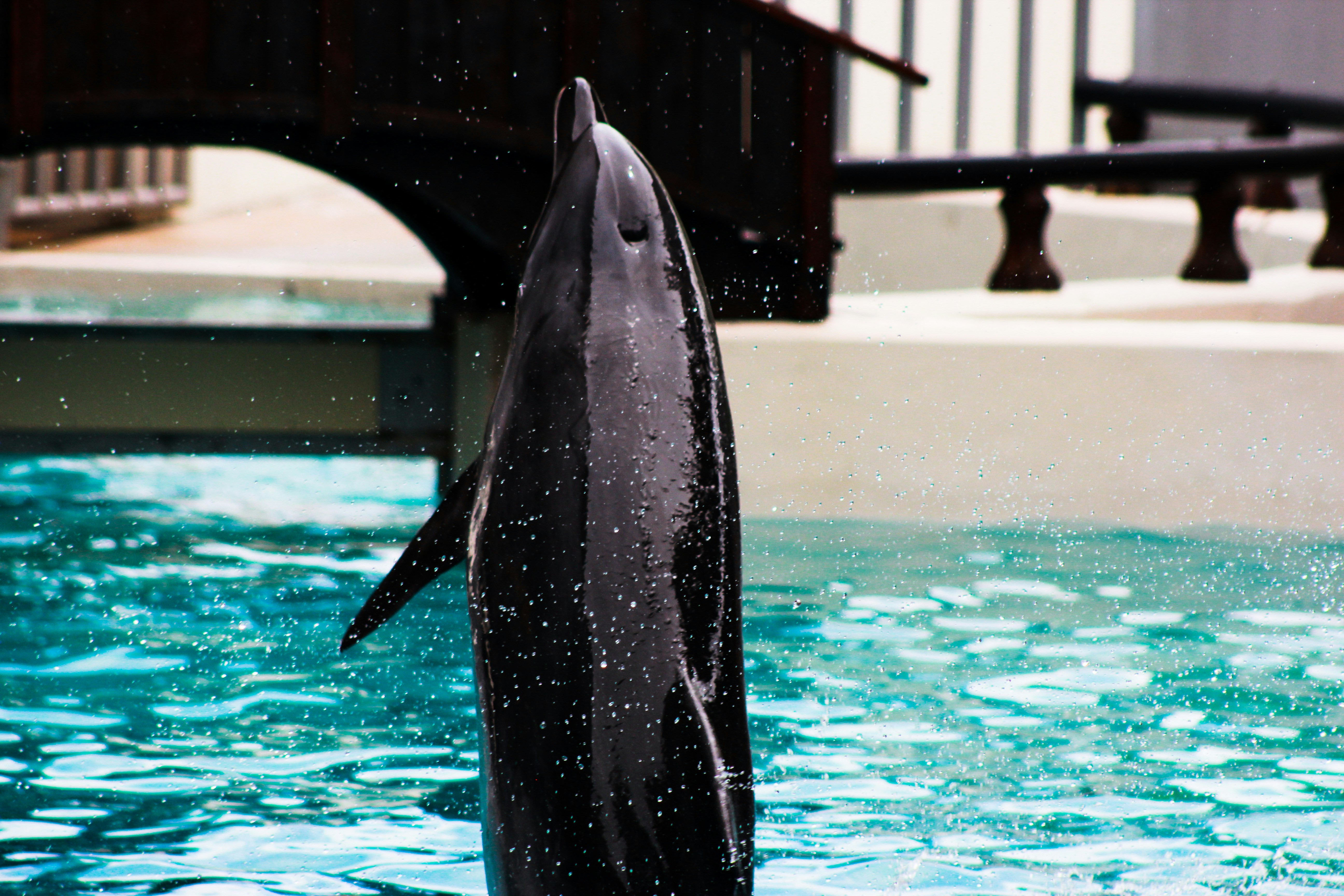 Foto Delfín negro durante el día – Imagen Gris gratis en Unsplash