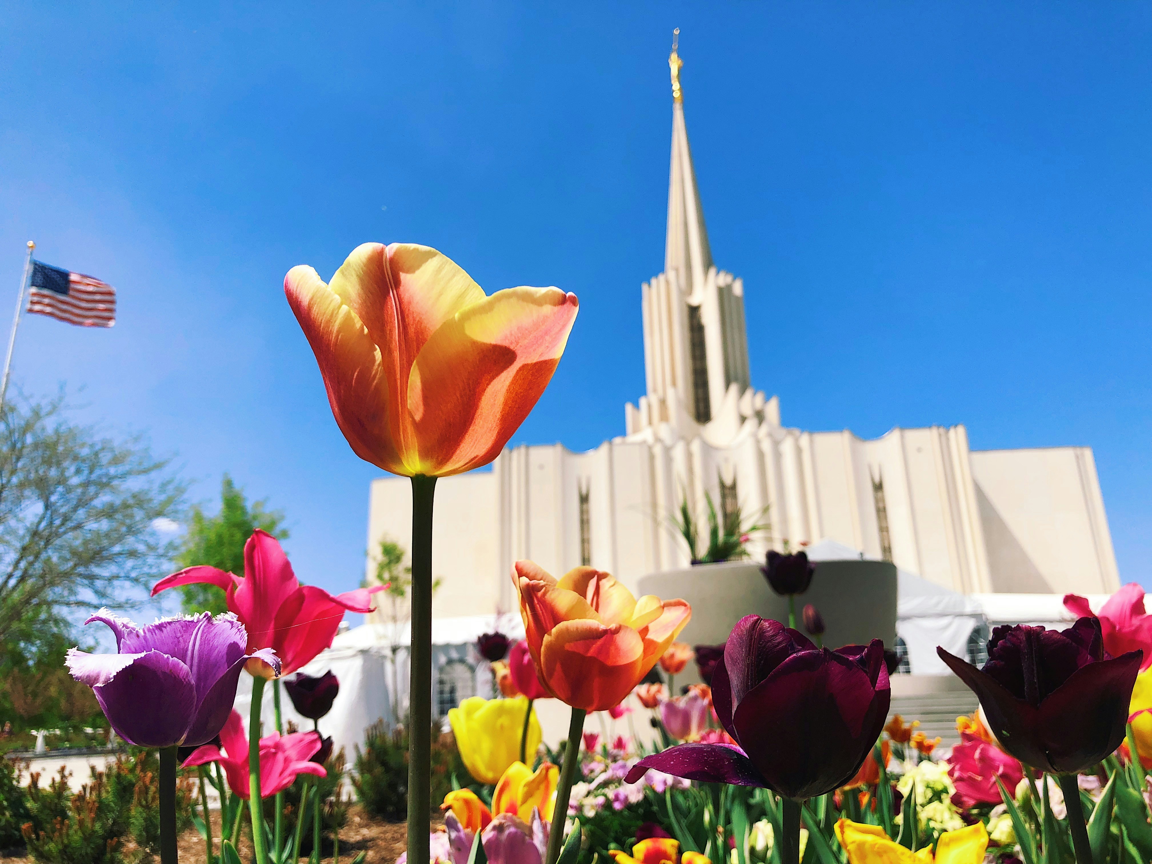 Colorful tulips in full bloom with a temple spire rising in the background under a clear blue sky.