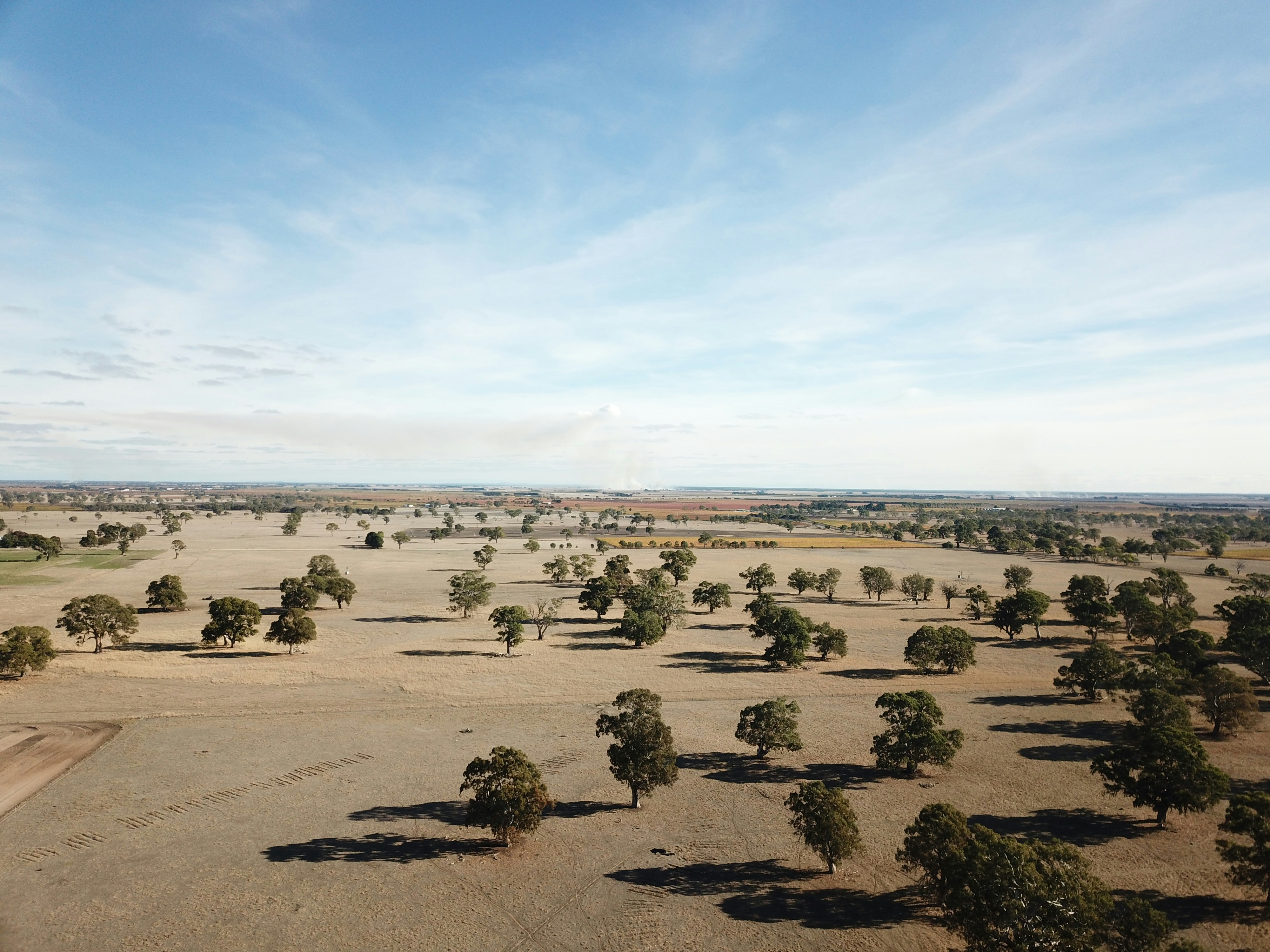 Echoes of Drought: A Drone View of Scattered Oaks over a Quiet Plain