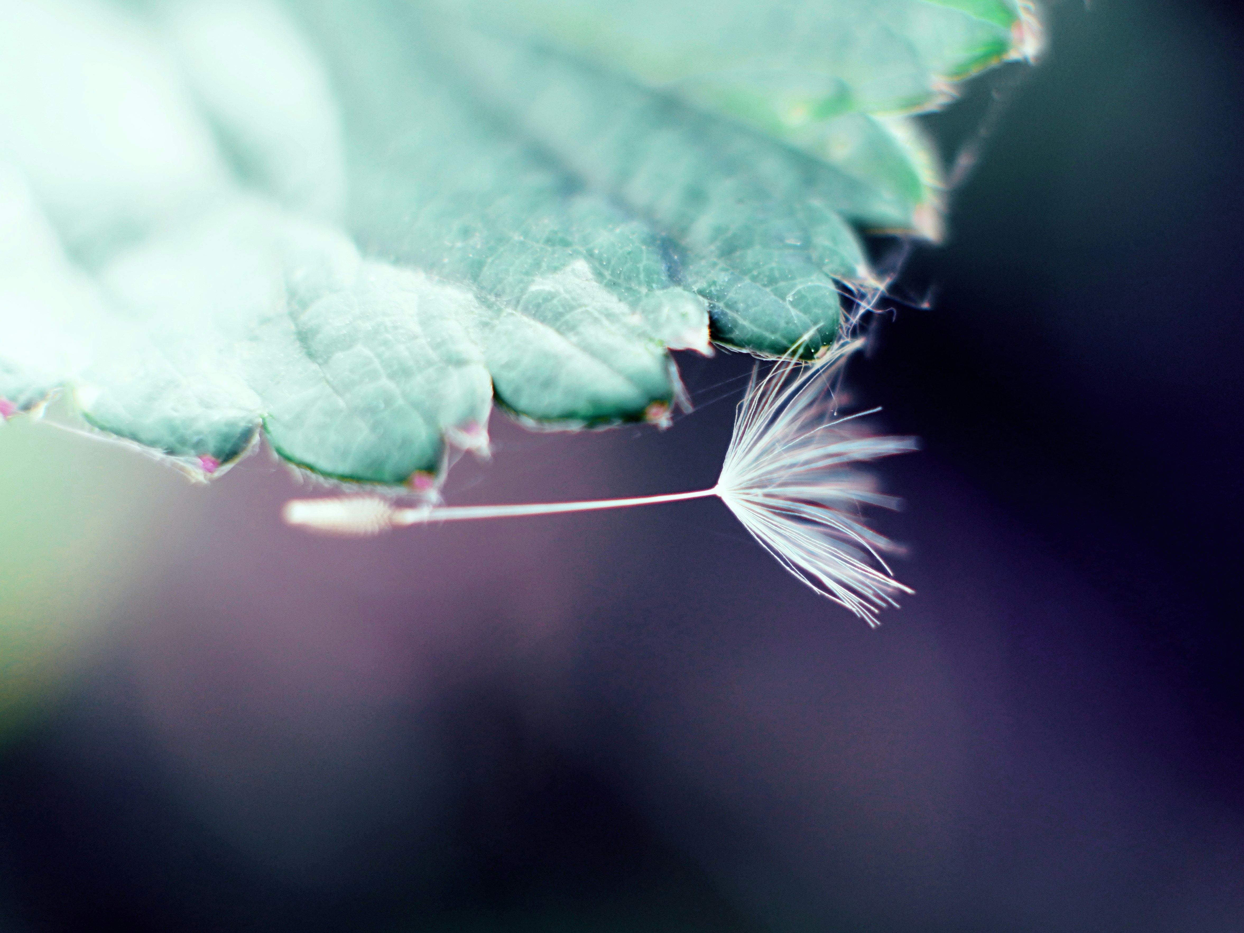 Delicate dandelion seed suspended from a leaf, capturing the essence of nature's fragility and beauty.
