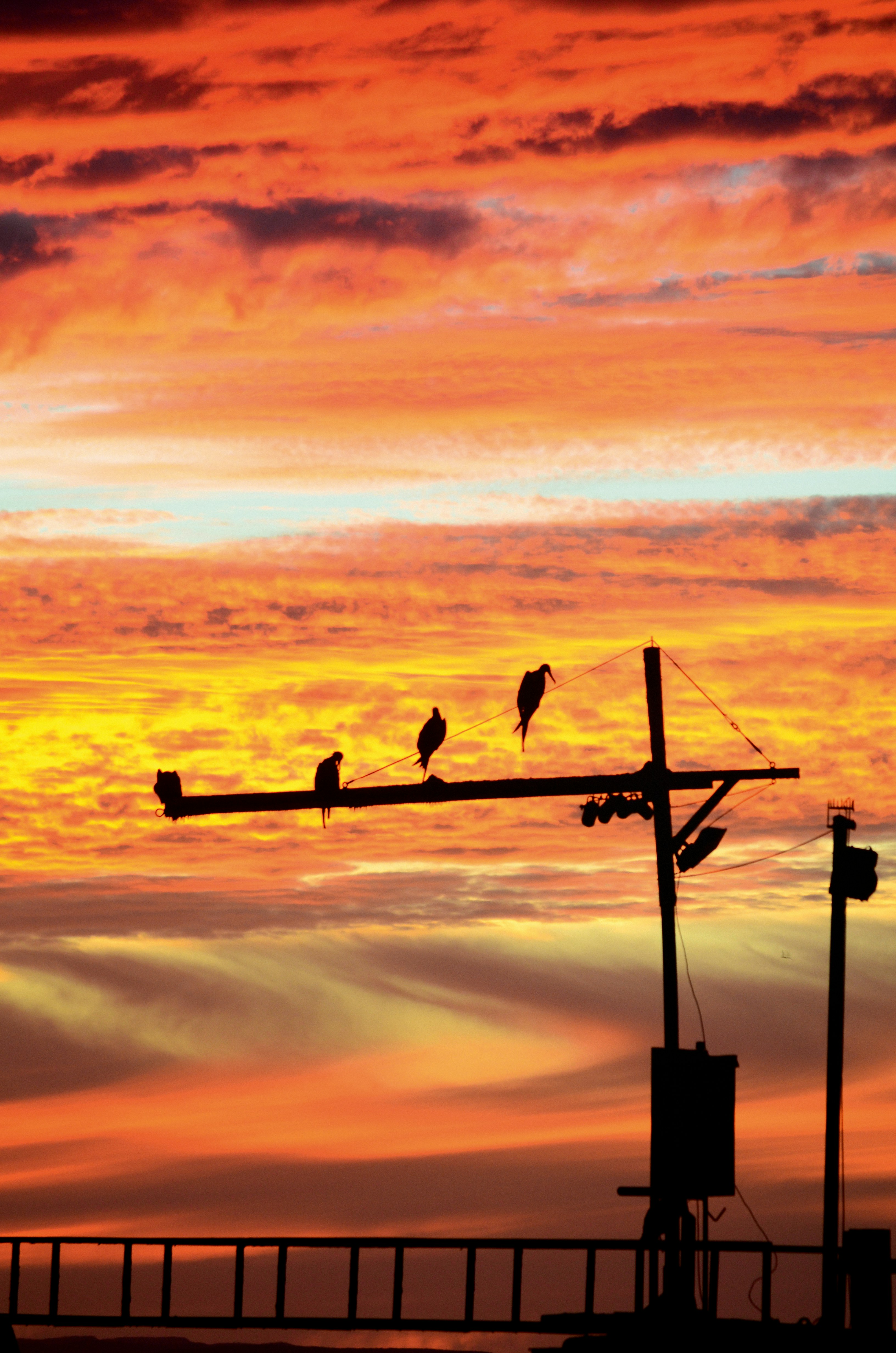 Birds on utility tower photo – Free Sunset Image on Unsplash