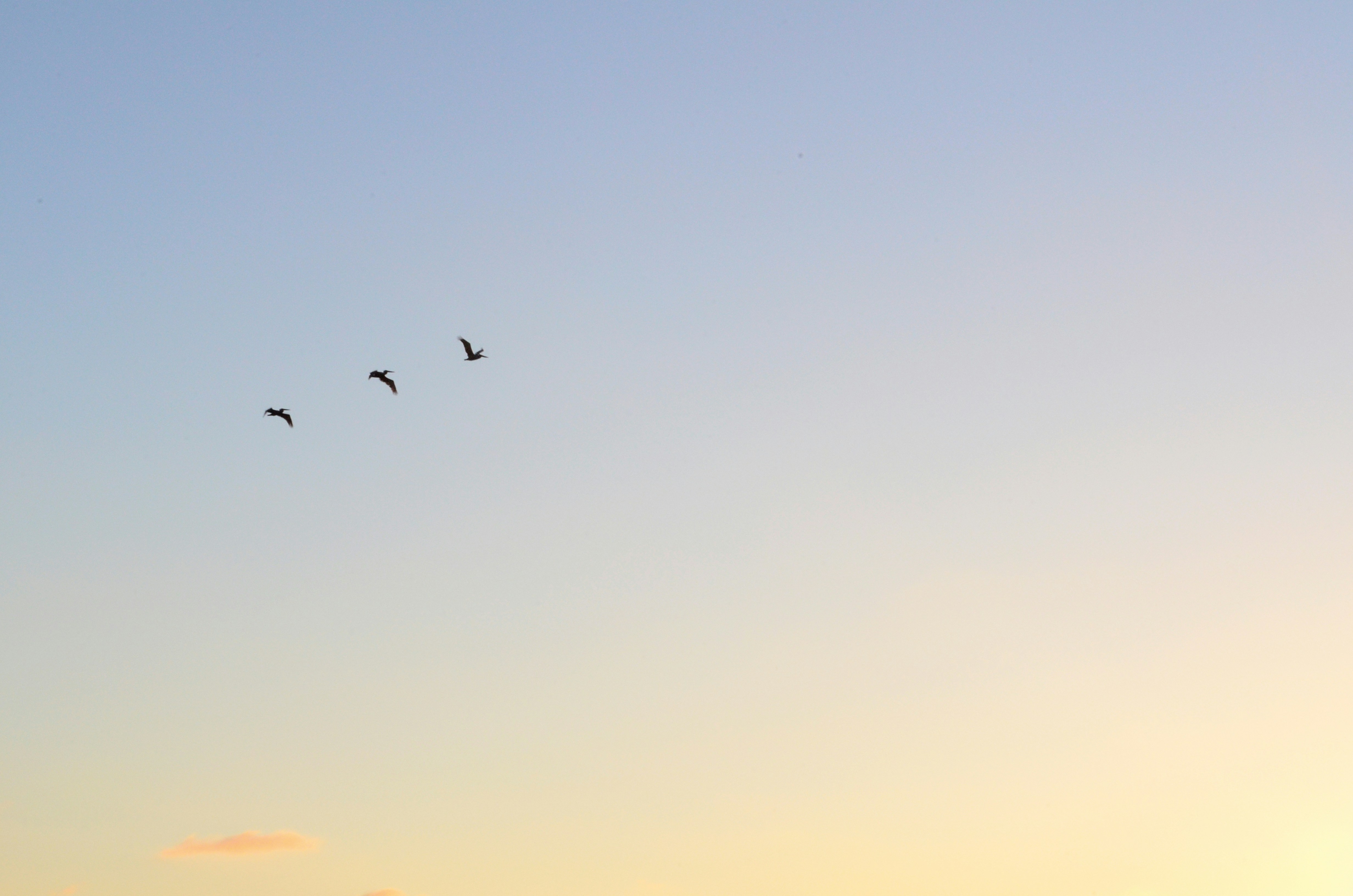 Three flying birds photo – Free Flying Image on Unsplash