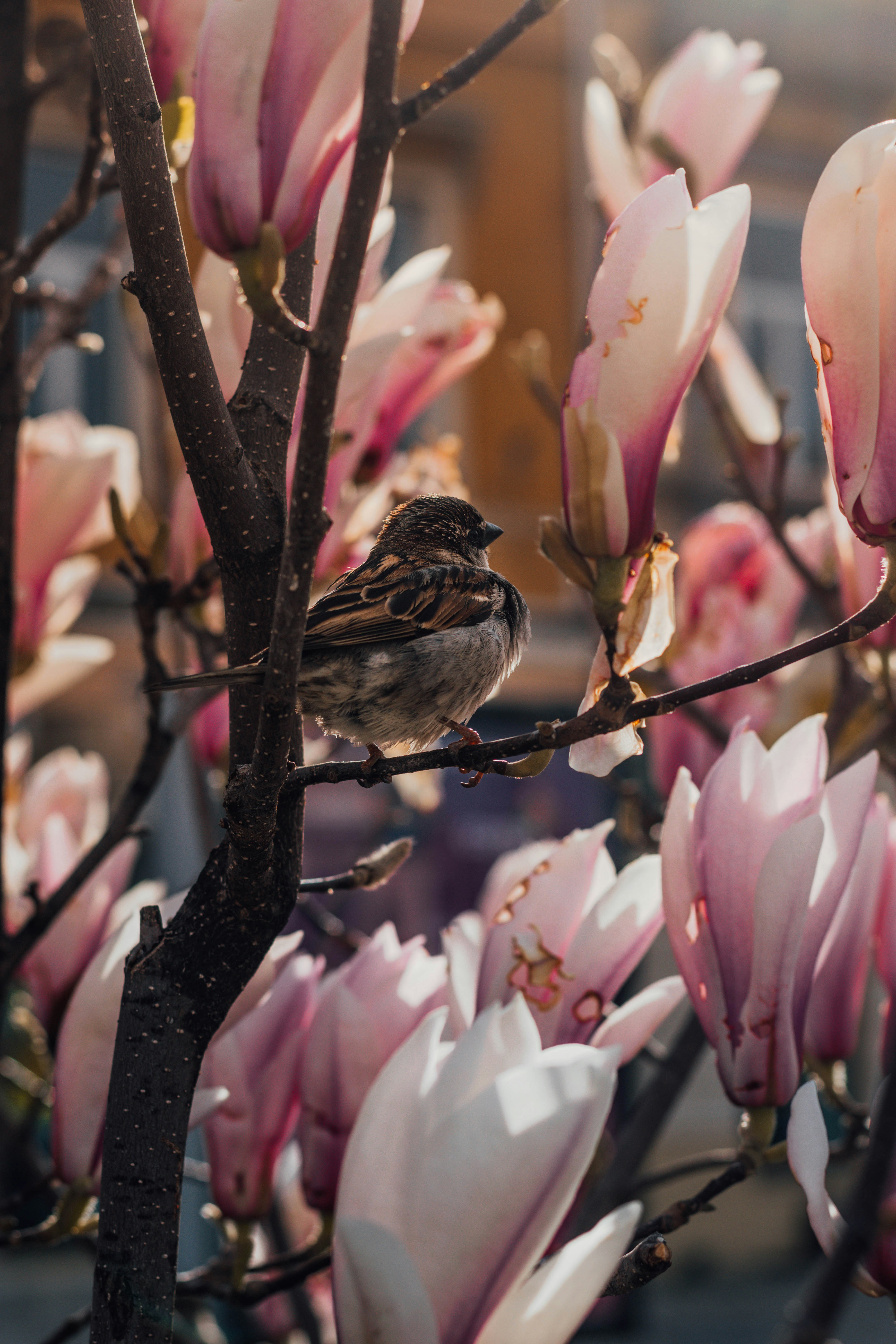 Sparrow Among Magnolia Bloom: A Quiet Moment in Pink Light