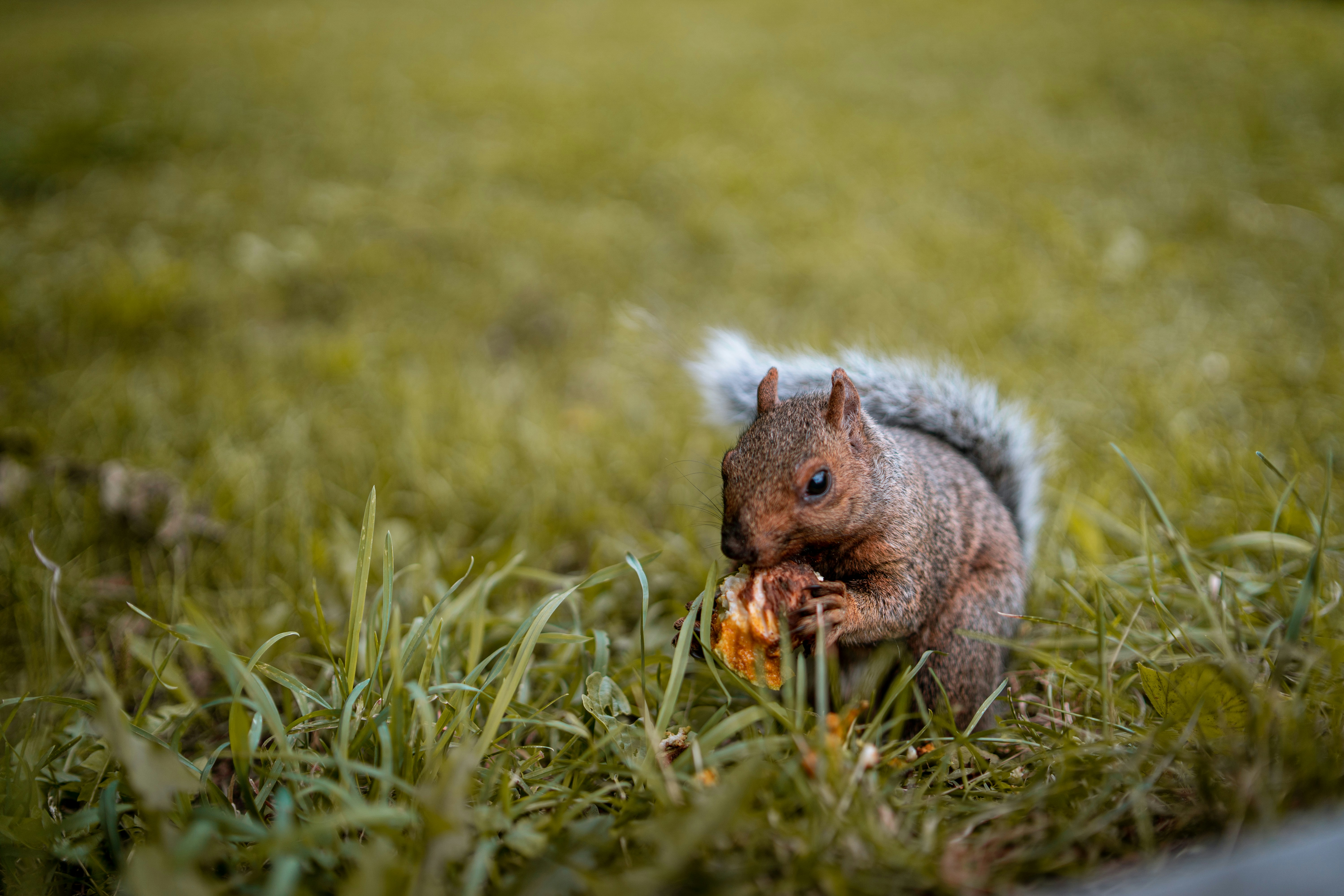 A gray squirrel munching on a treat amidst lush green grass, showcasing its natural behavior in a serene environment.