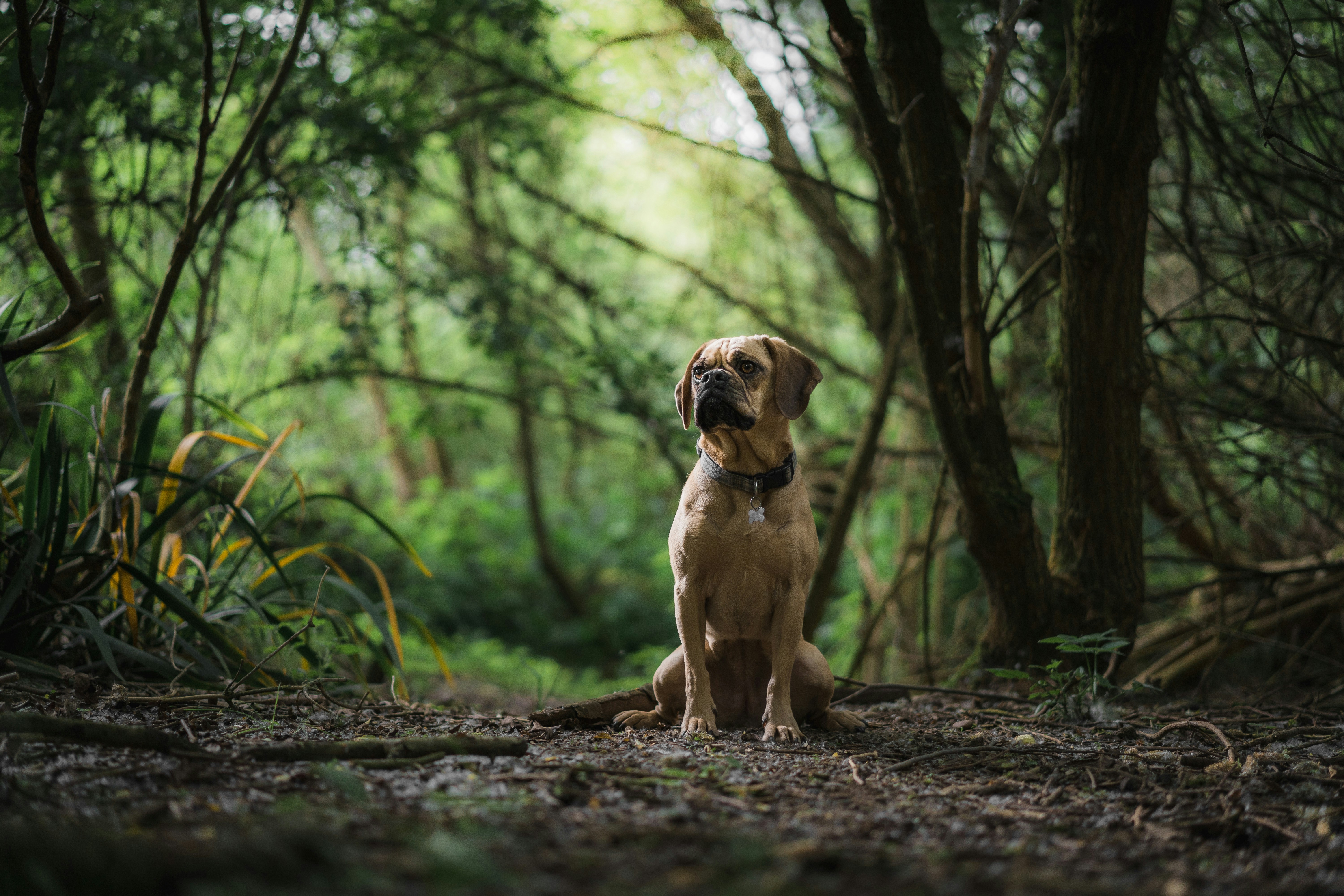 Foto Perro adulto de pelo corto color canela y negro cerca de los ...