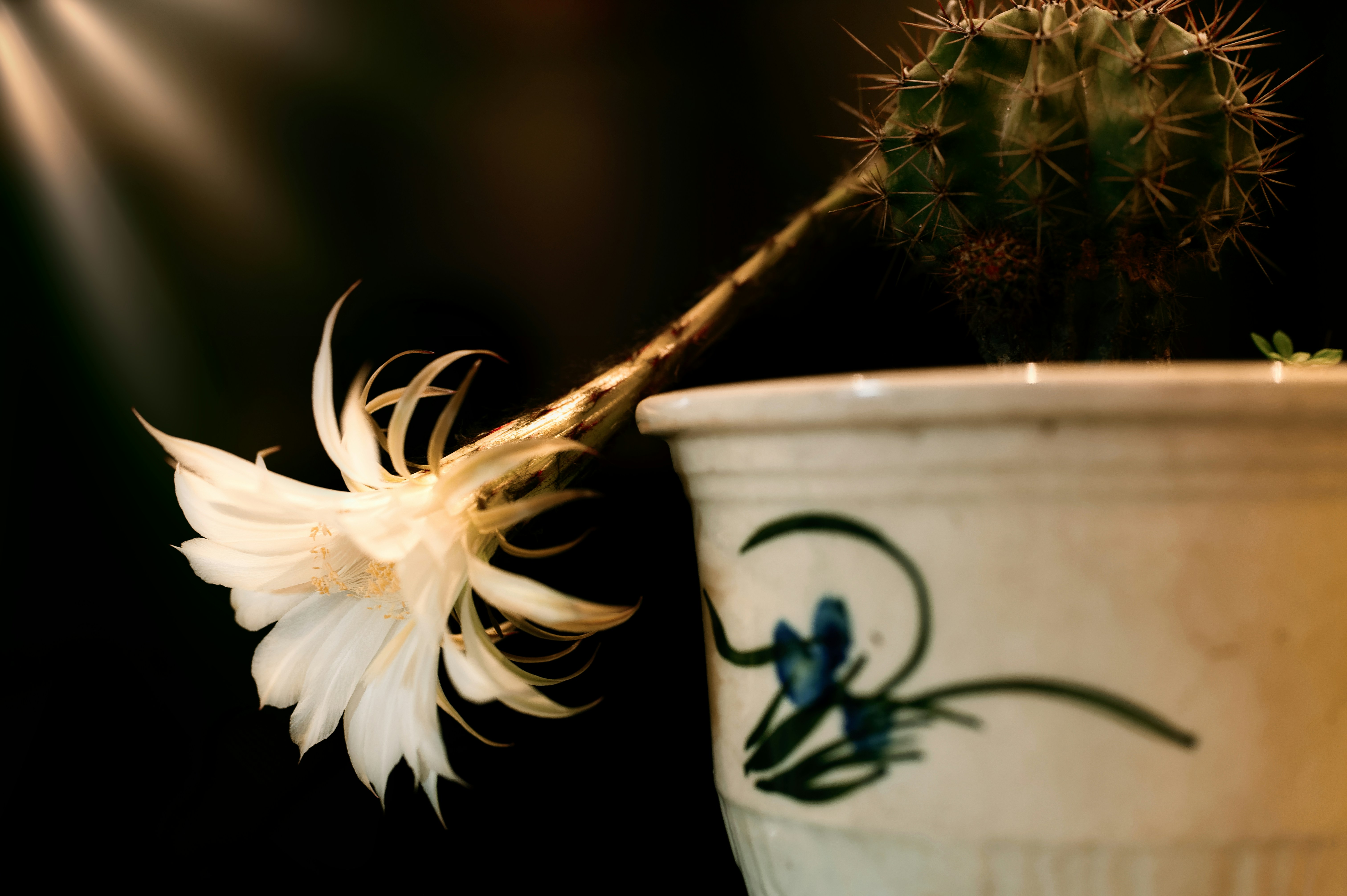 Lone White Bloom Framed by Spines in a Ceramic Pot