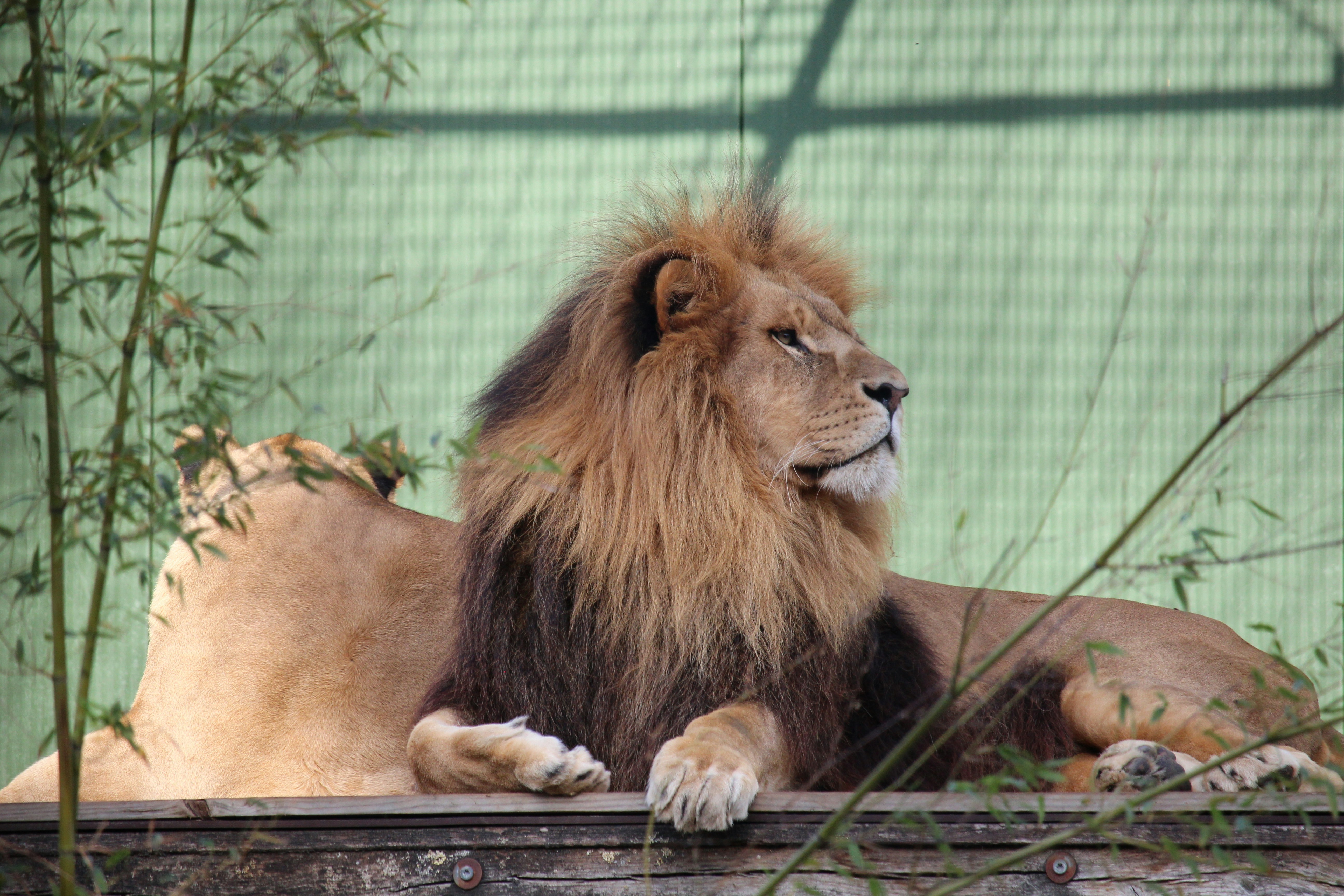 Brown lion lying in prone position photo – Free Grey Image on Unsplash