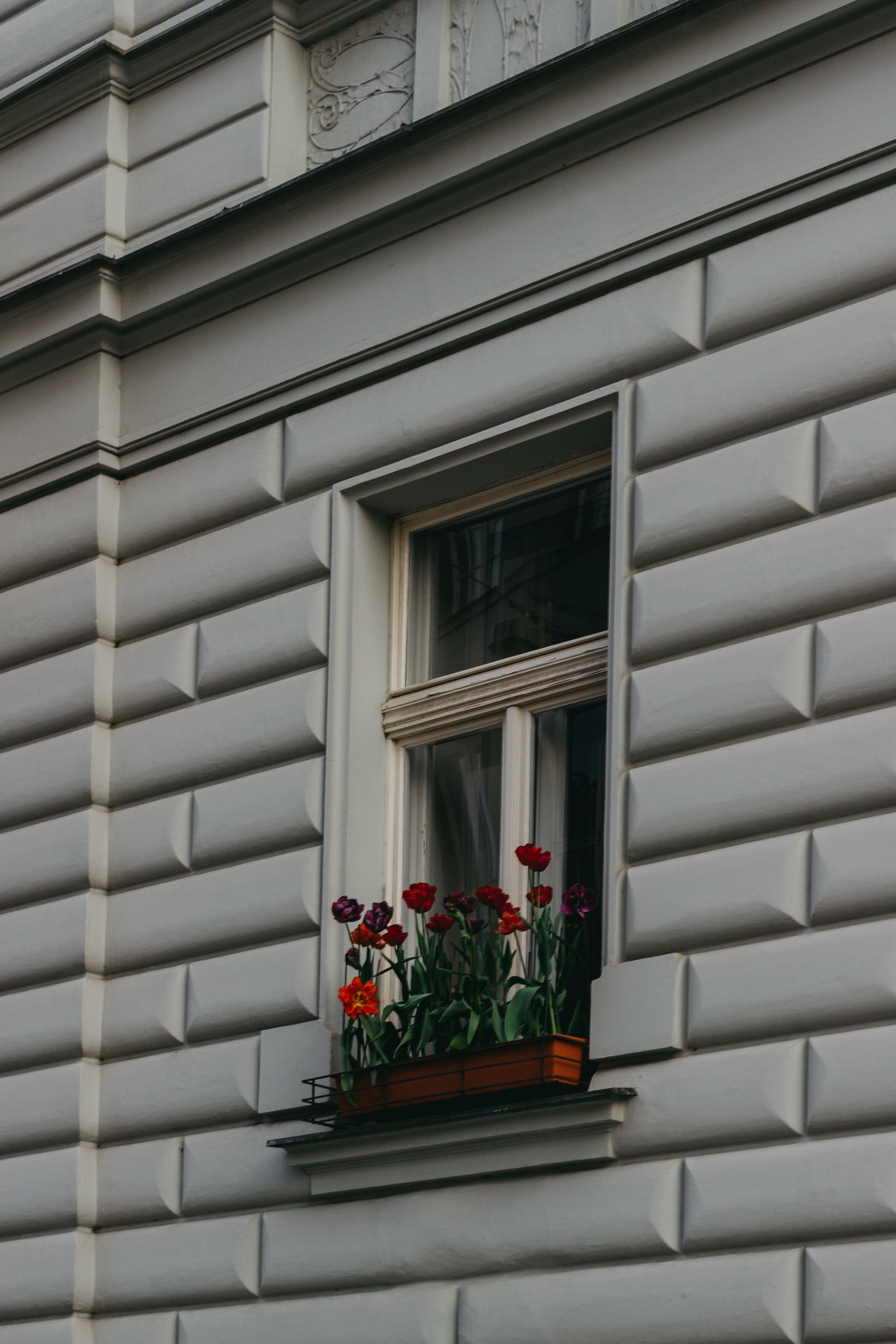 Colorful tulips in a window box bring life to a textured gray wall in an urban setting.