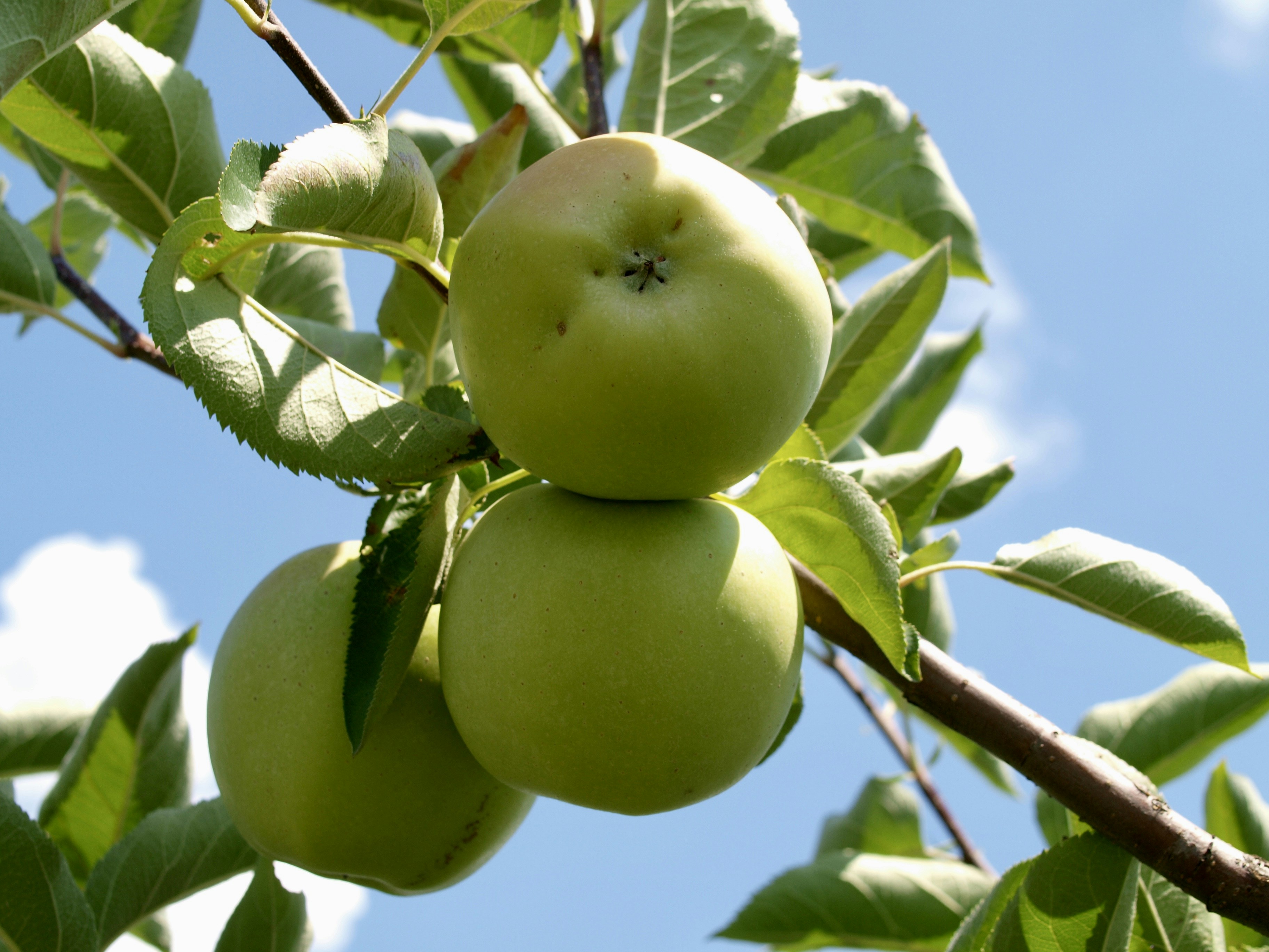 Green apples clustered on a branch with vibrant leaves against a bright blue sky.