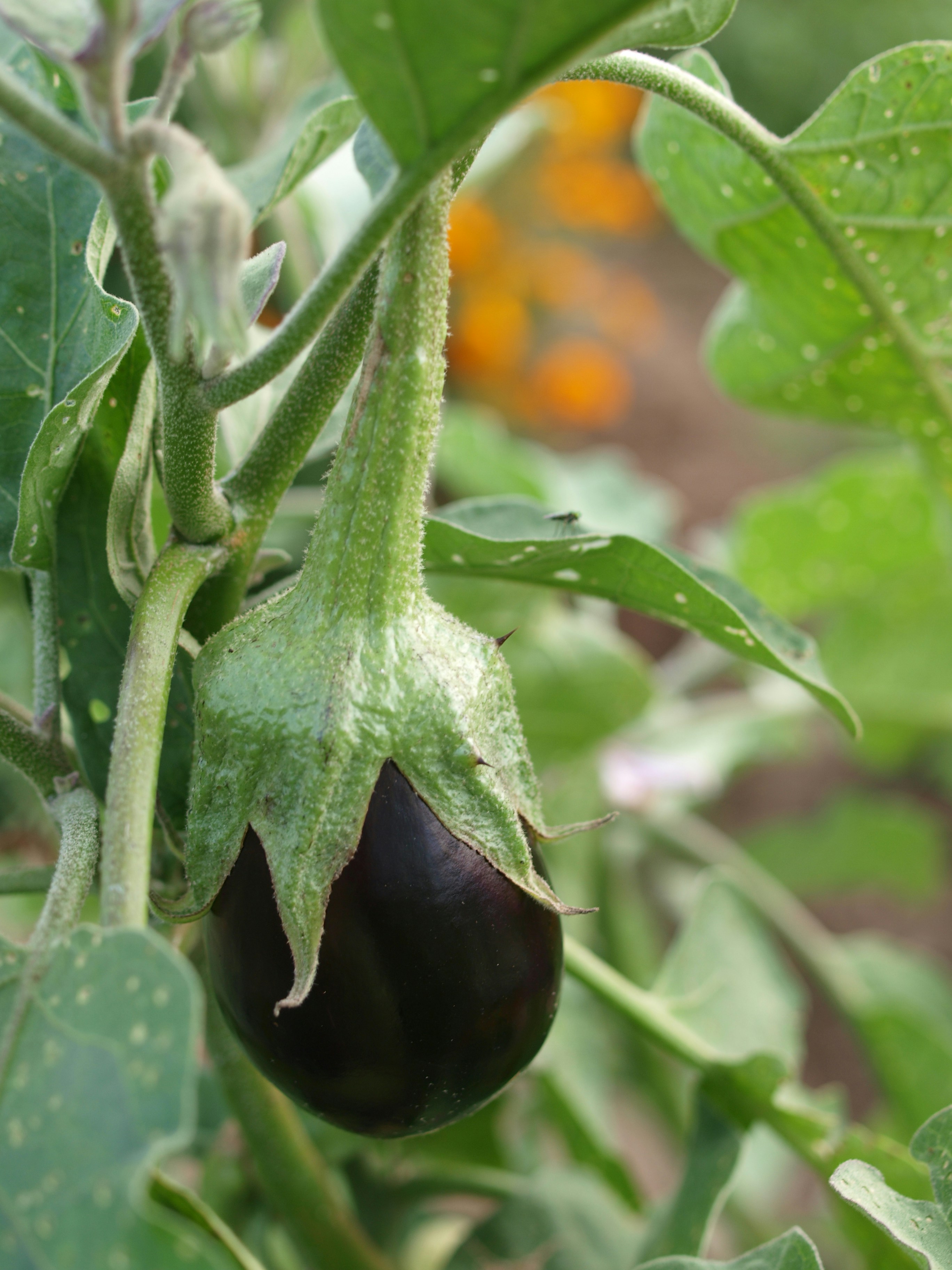 Vibrant eggplant hanging from lush green foliage in a garden, showcasing its rich color and healthy growth.