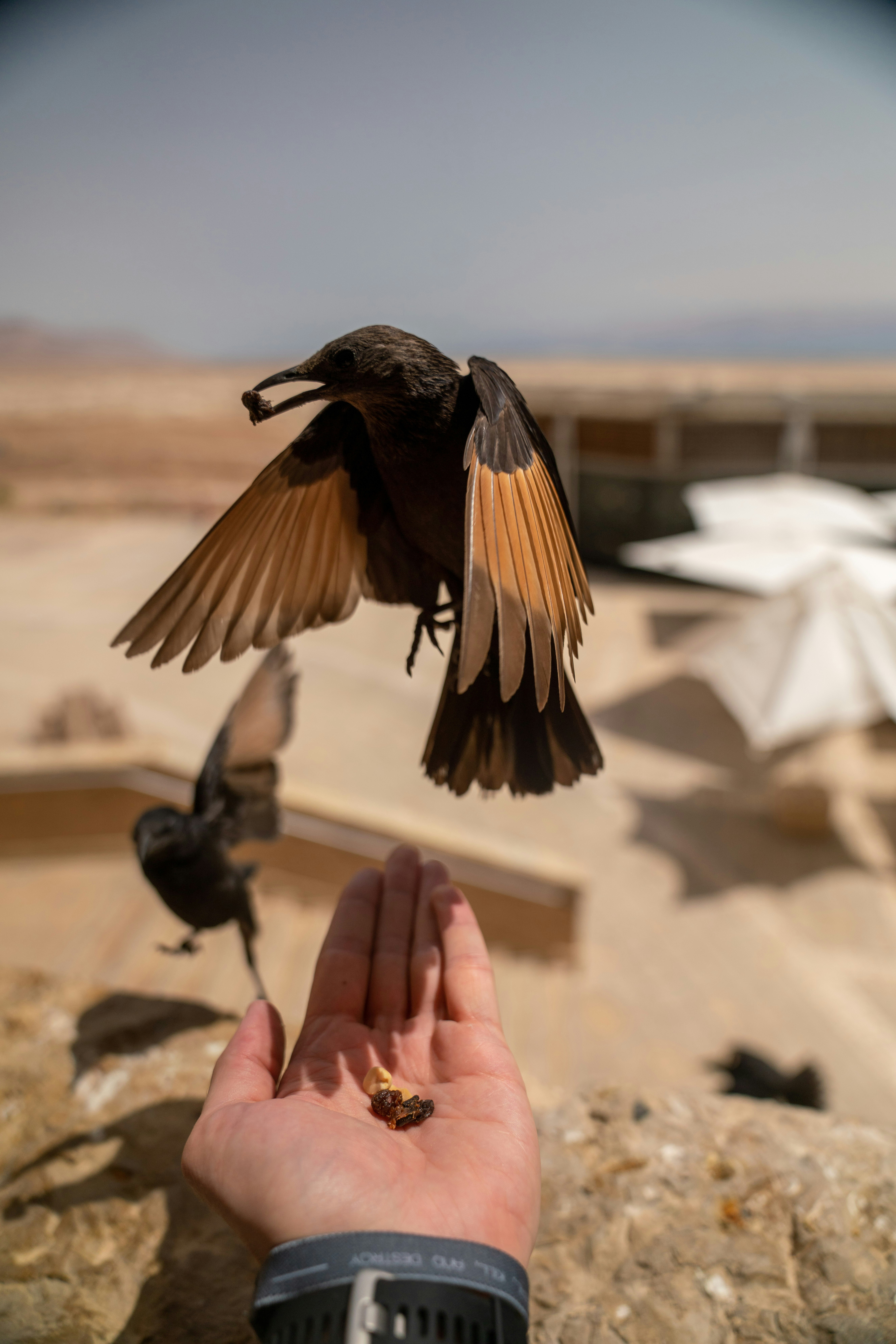 Wingbeat Over a Desert Terrace: Crow in Mid-Flight with Seeds