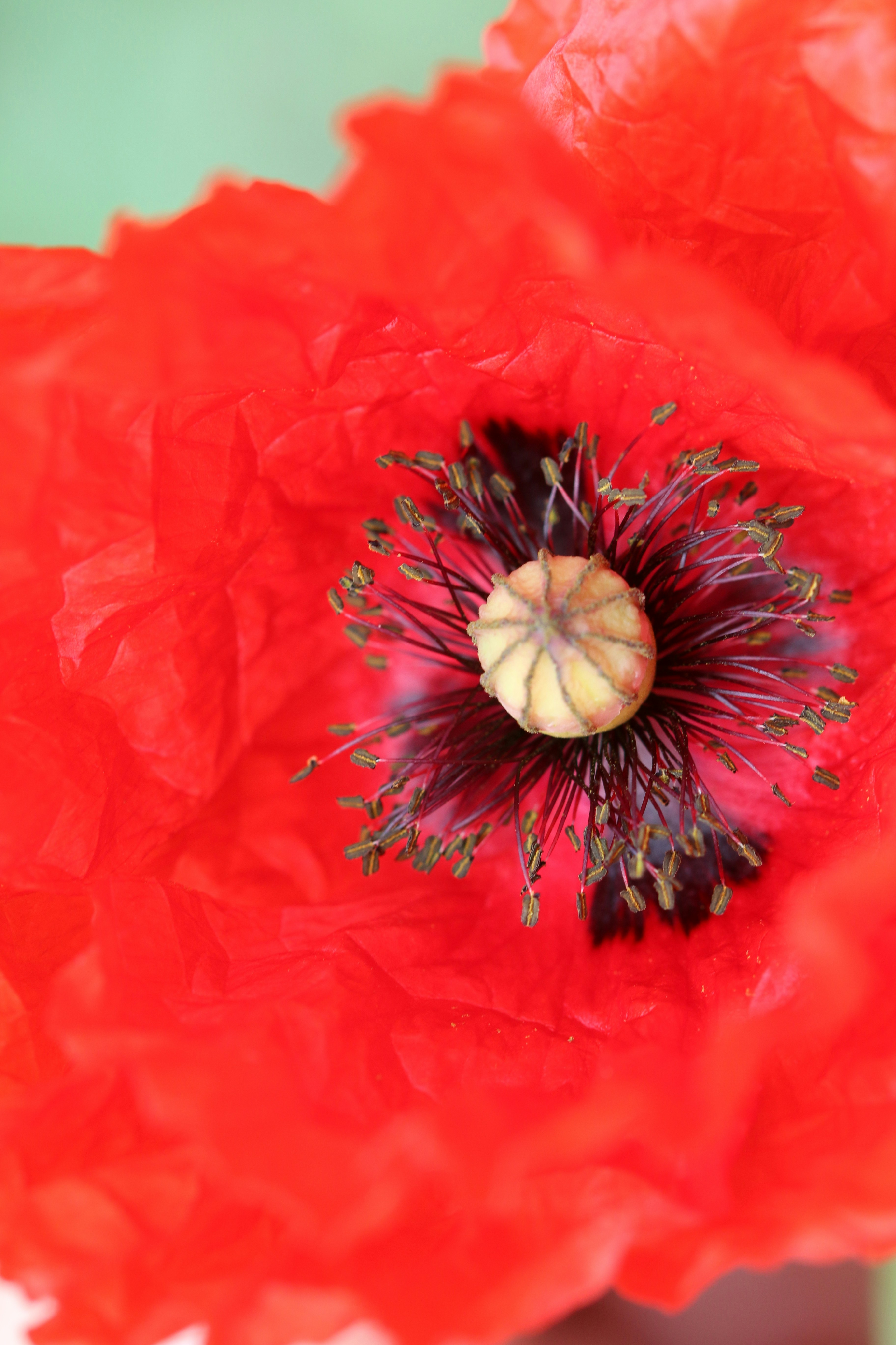 Crimson Poppy Center: Velvet Petals Framing a Pale Seed Capsule