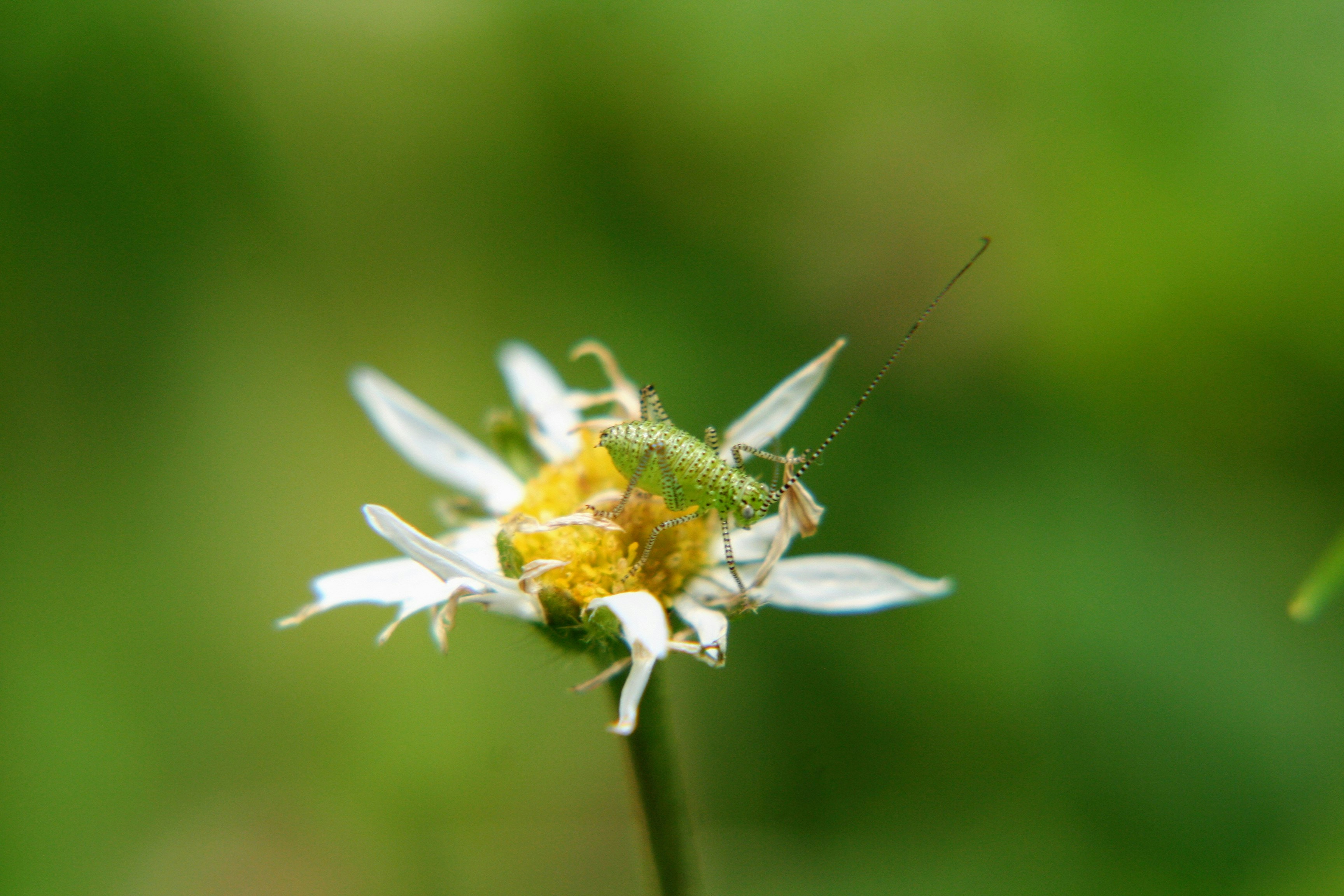 A small green insect on a wilting flower. (speckled bush cricket nymph)